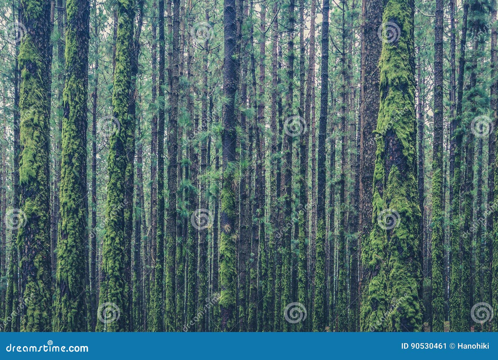 Overgrown Trees Inside Forest Stock Image - Image of landscape, trunk ...