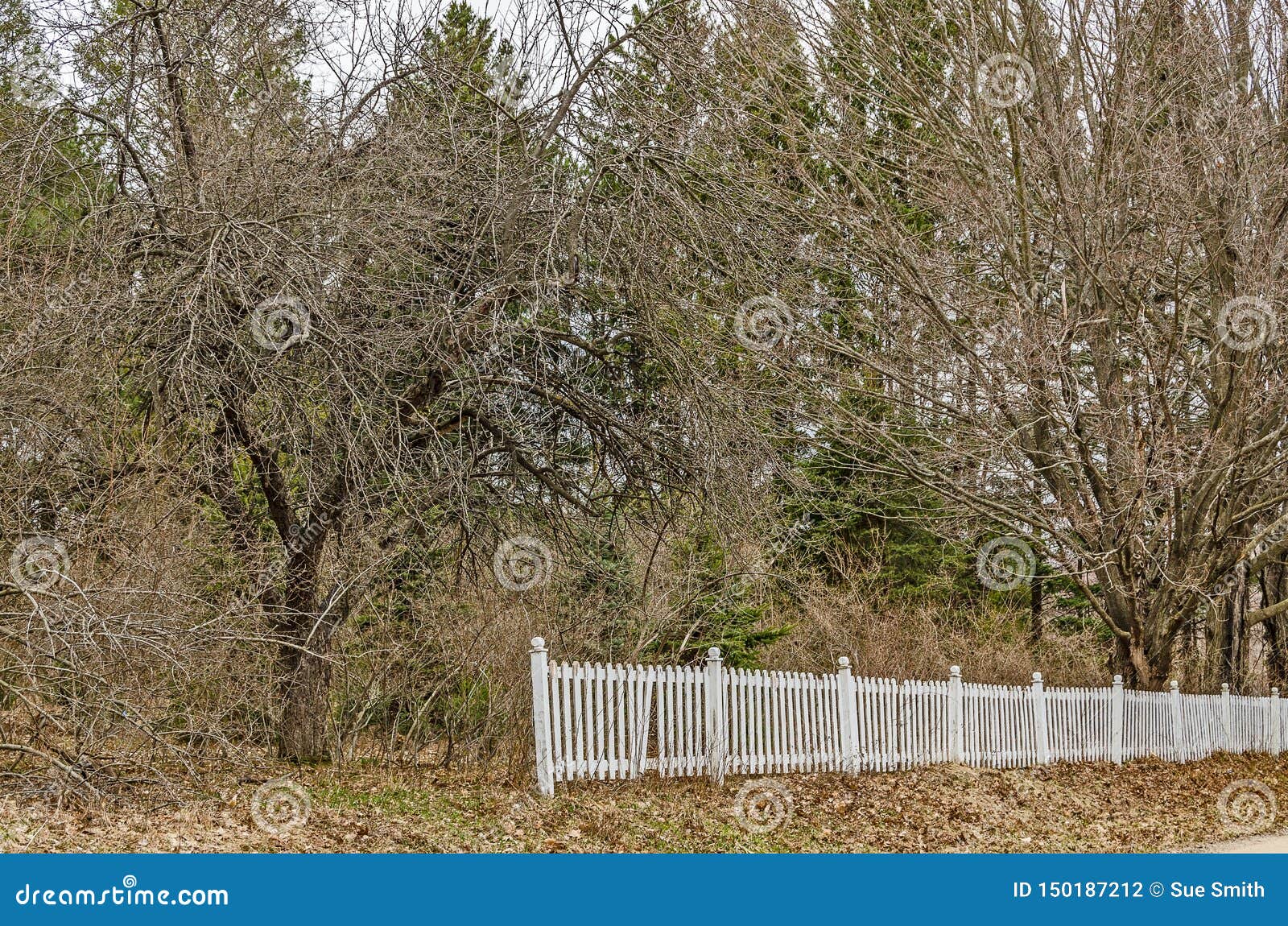 Overgrown Trees with a White Fence Stock Photo - Image of daylight ...