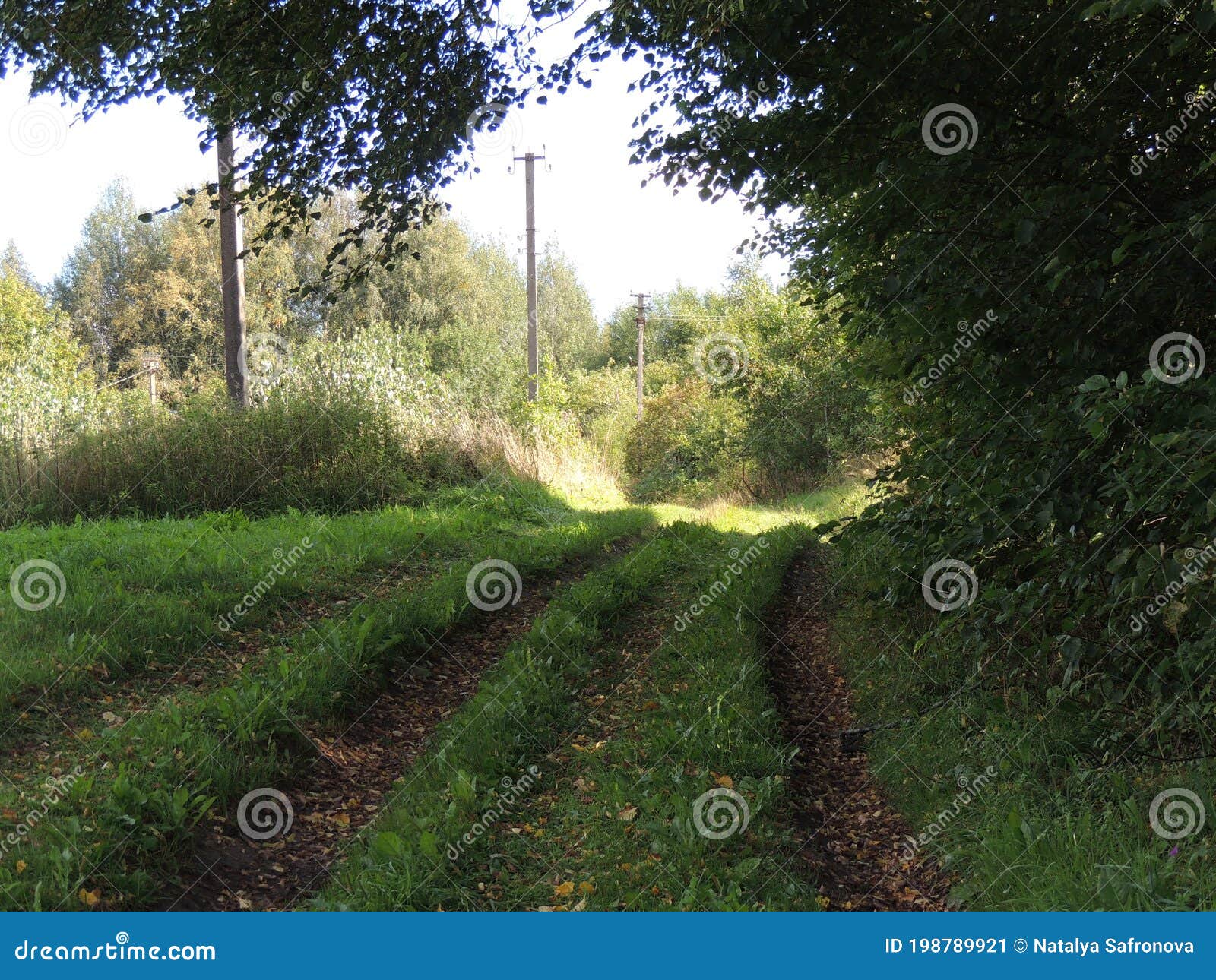 Overgrown Triple Track with Fallen Leaves Under a Tree Stock Image ...