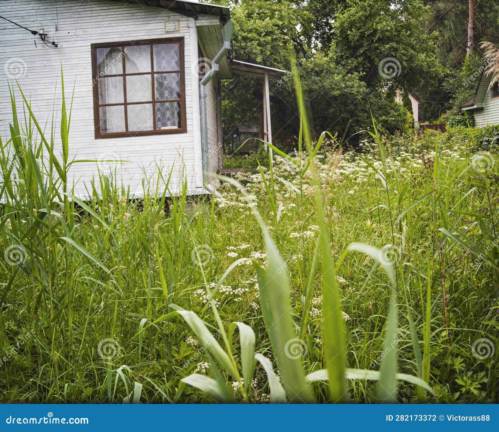 Overgrown uncut plot stock photo. Image of detailed - 282173372