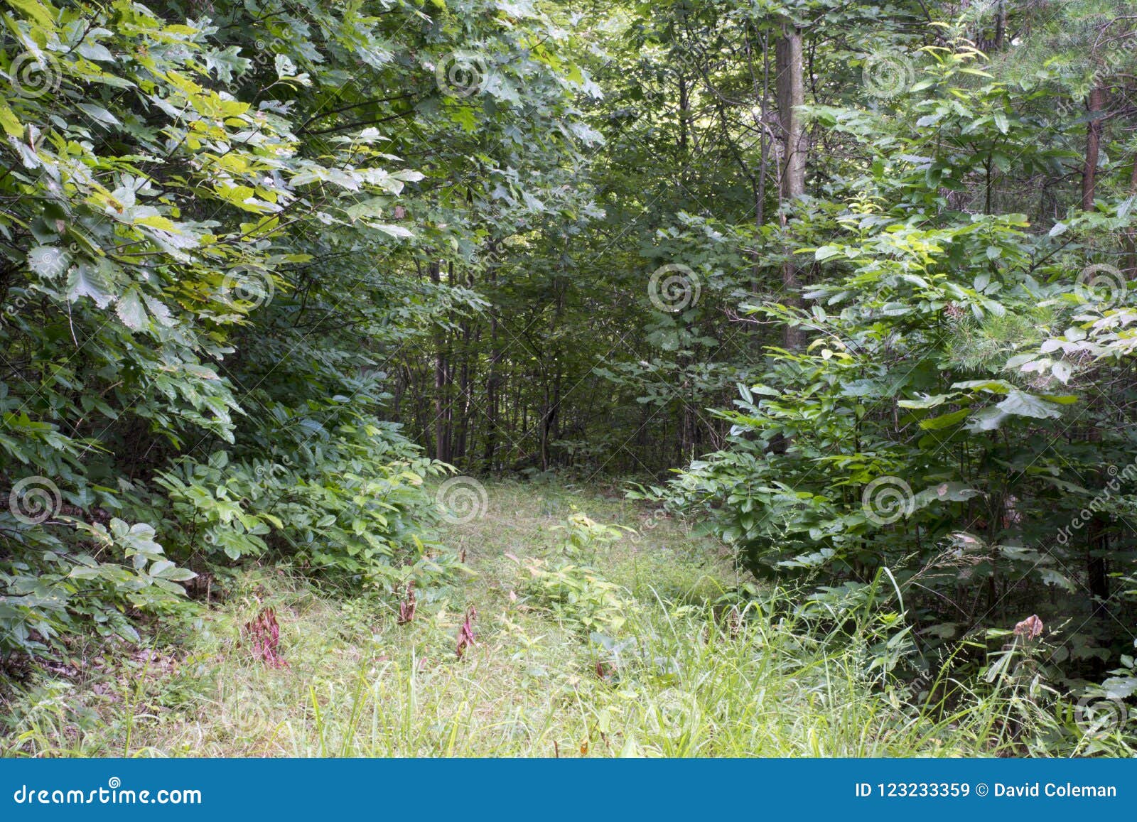 Grass Covered Roadway through Forest Stock Image - Image of overgrown ...