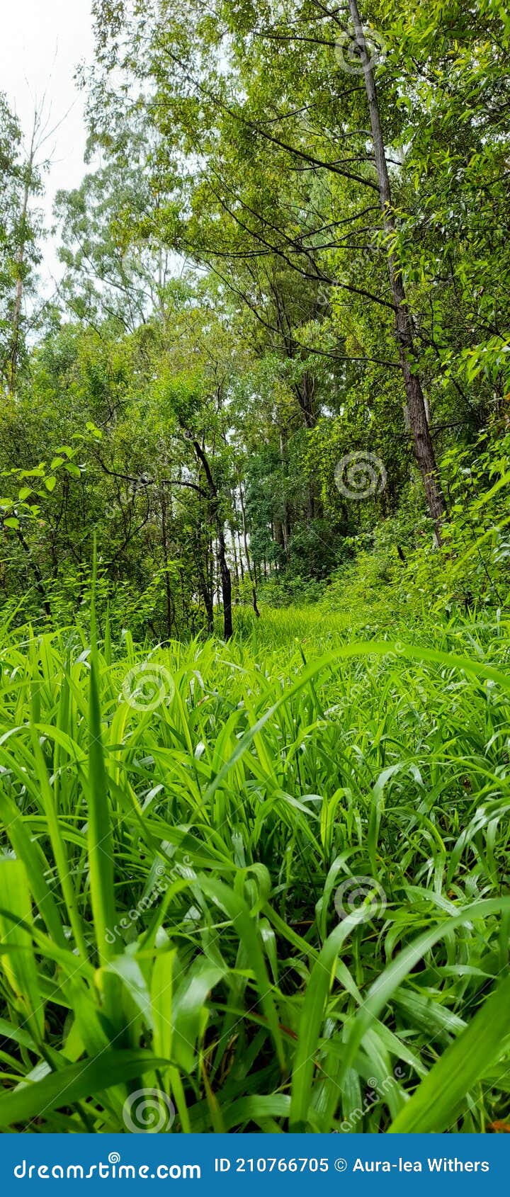 Overgrown Uphill Green Forest Pathway Stock Image - Image of leaf, rain ...