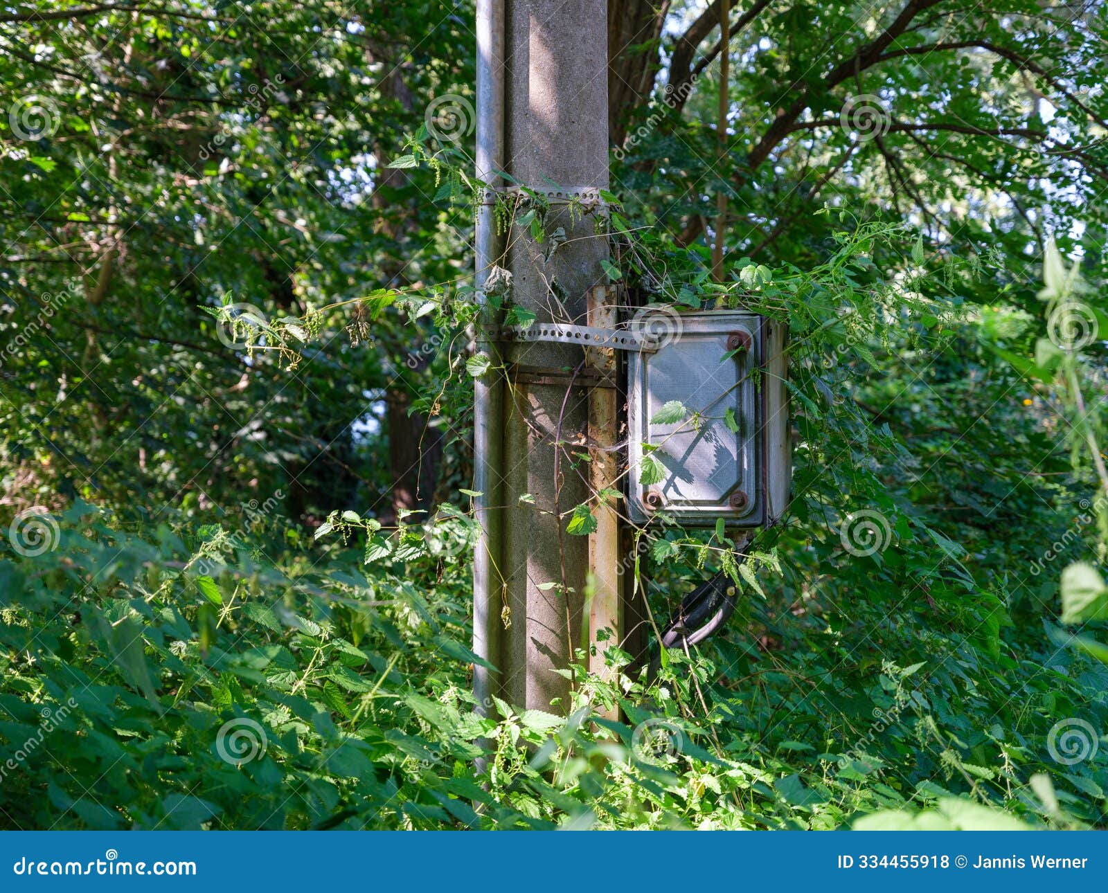 Overgrown Utility Pole stock photo. Image of background - 334455918