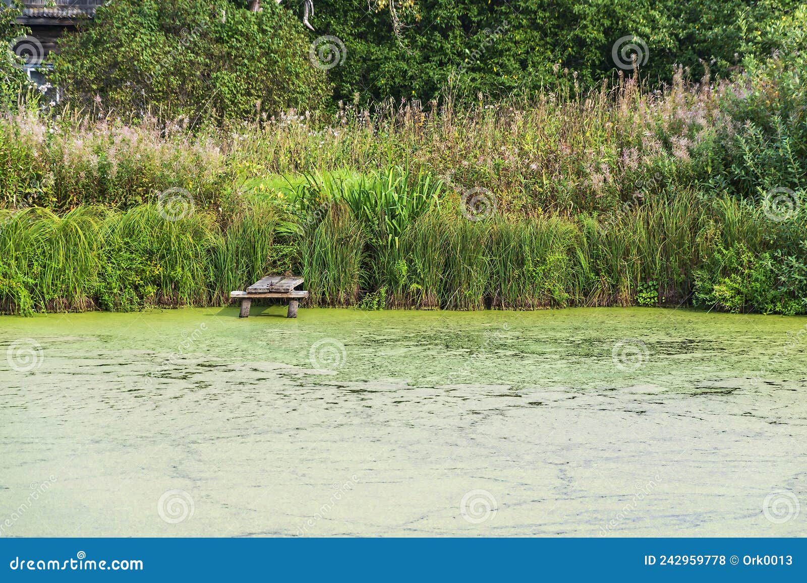 Overgrown village pond stock photo. Image of botany - 242959778