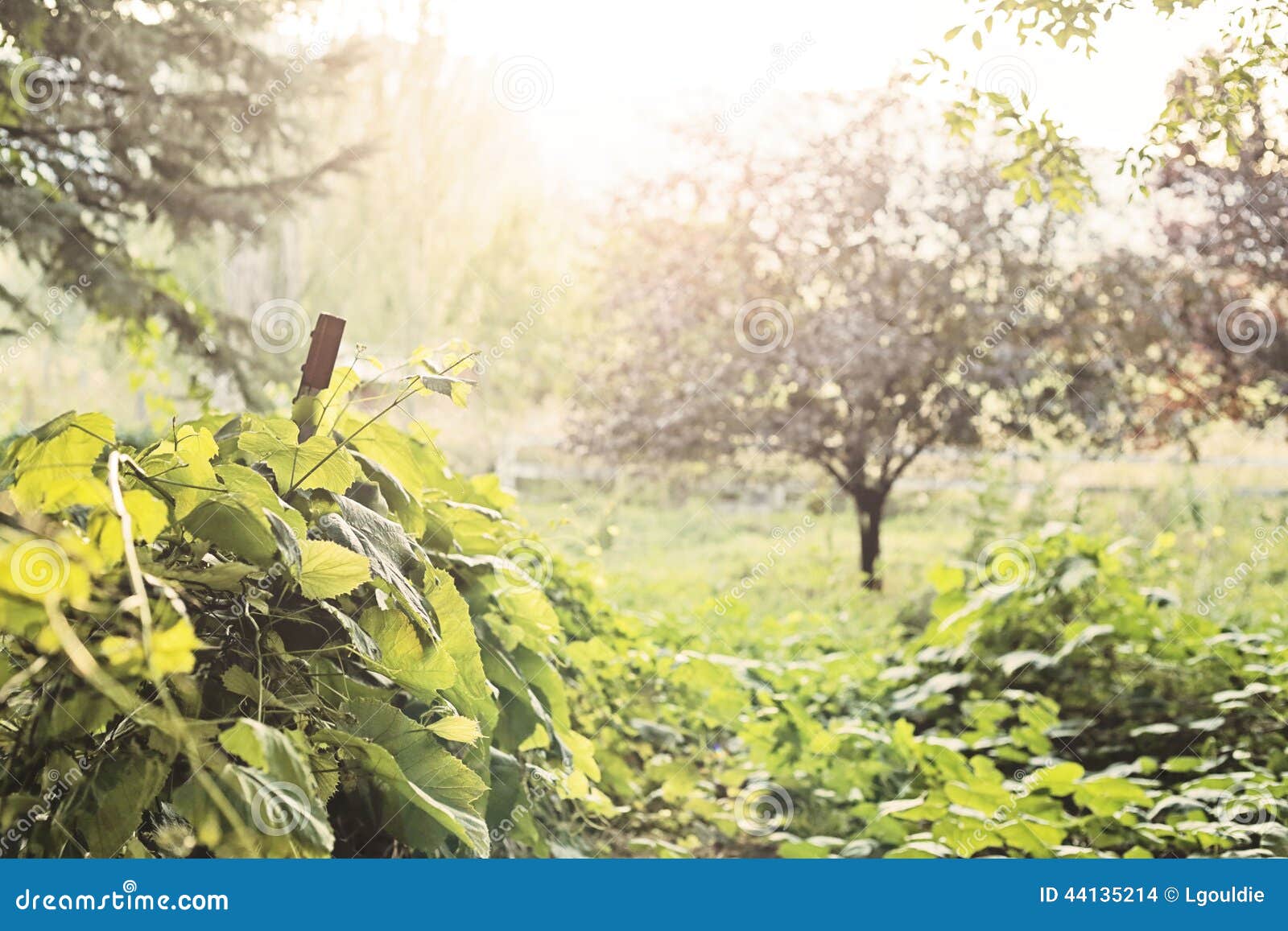 Overgrown vines stock photo. Image of tree, abstract - 44135214