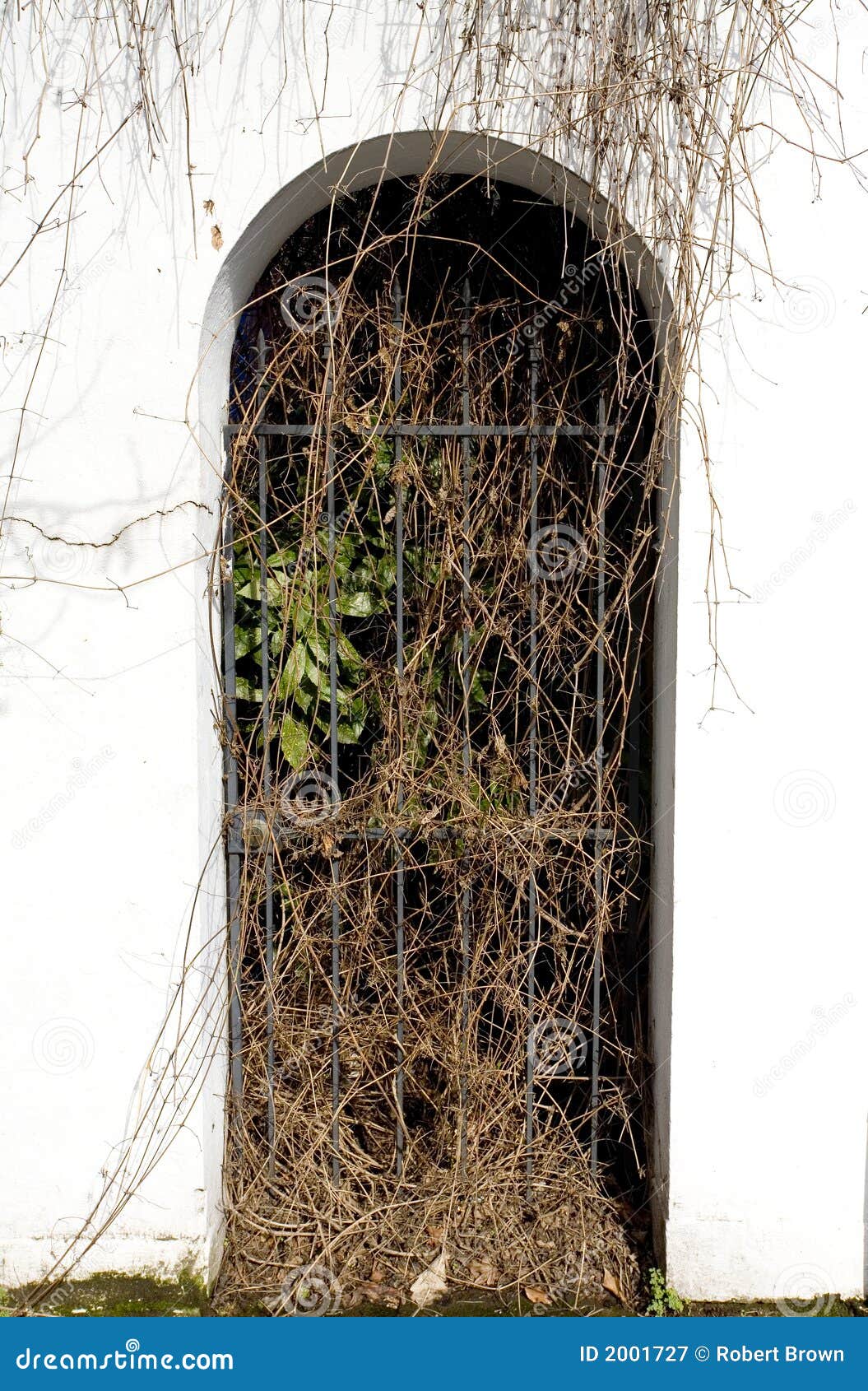 Overgrown vines in archway stock image. Image of covered - 2001727