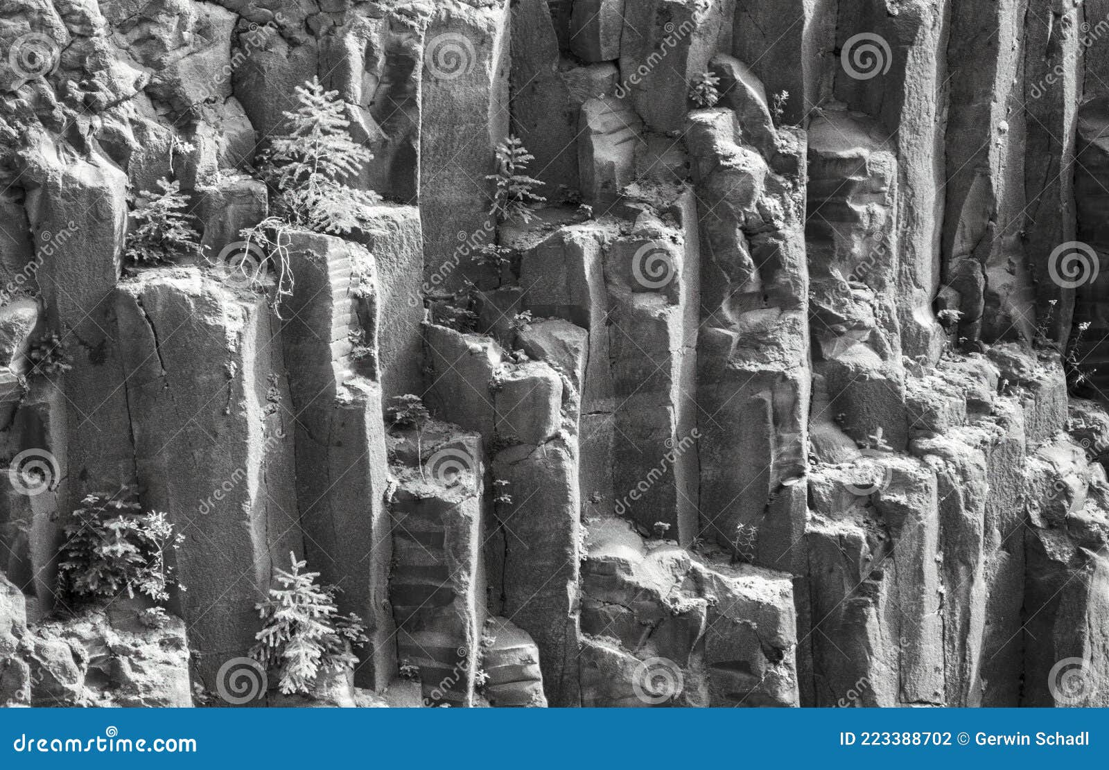 Trees on Octagonal Basalt Columns at Devils Tower, USA Stock Photo ...