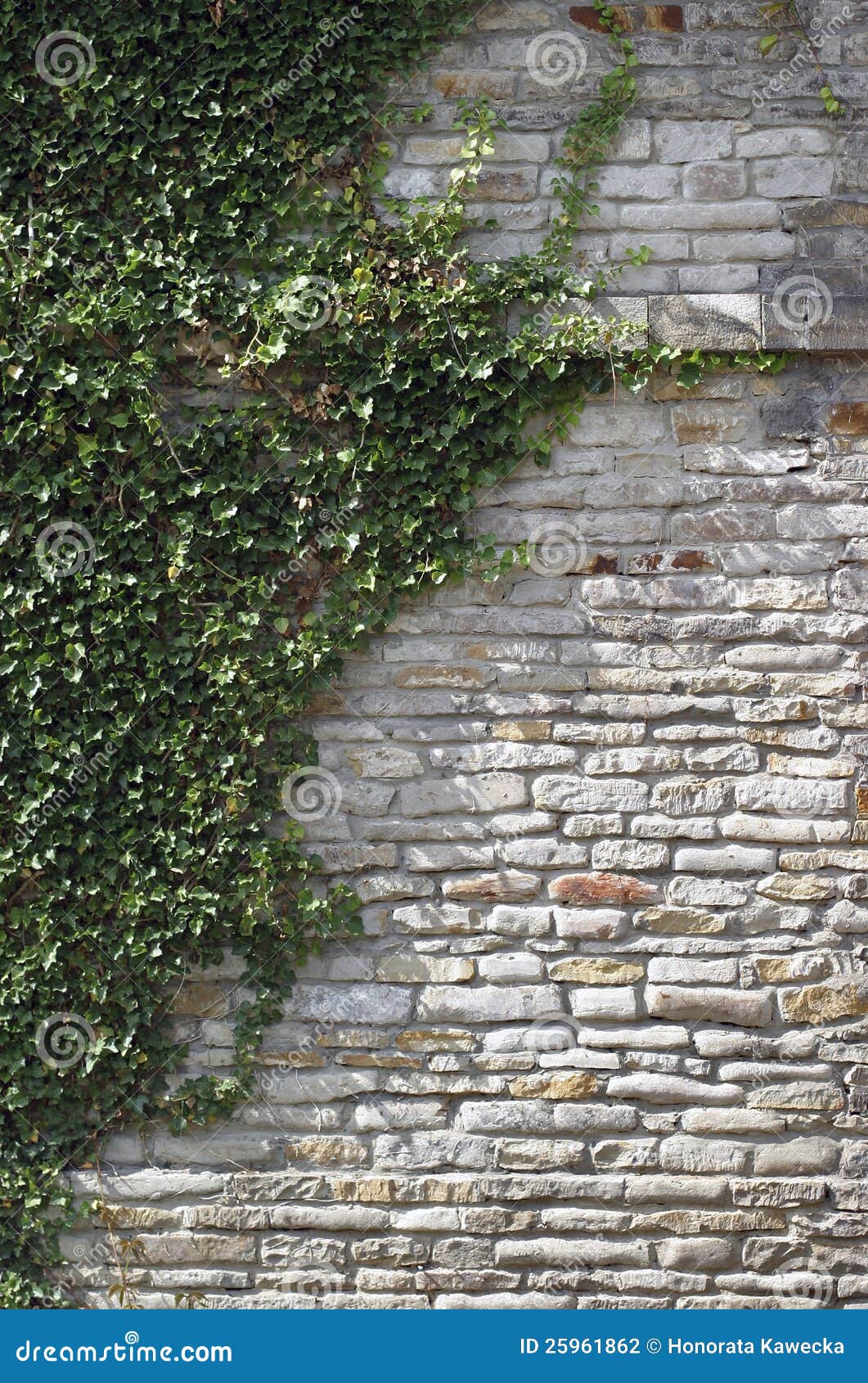 Overgrown wall stock photo. Image of helix, cover, pattern - 25961862