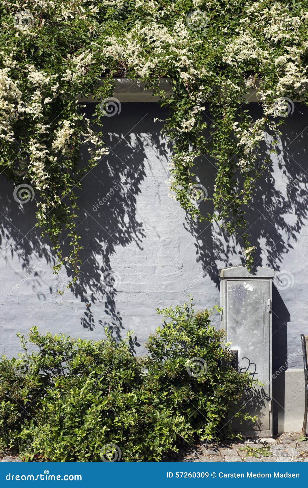 Overgrown wall stock image. Image of residence, front - 57260309