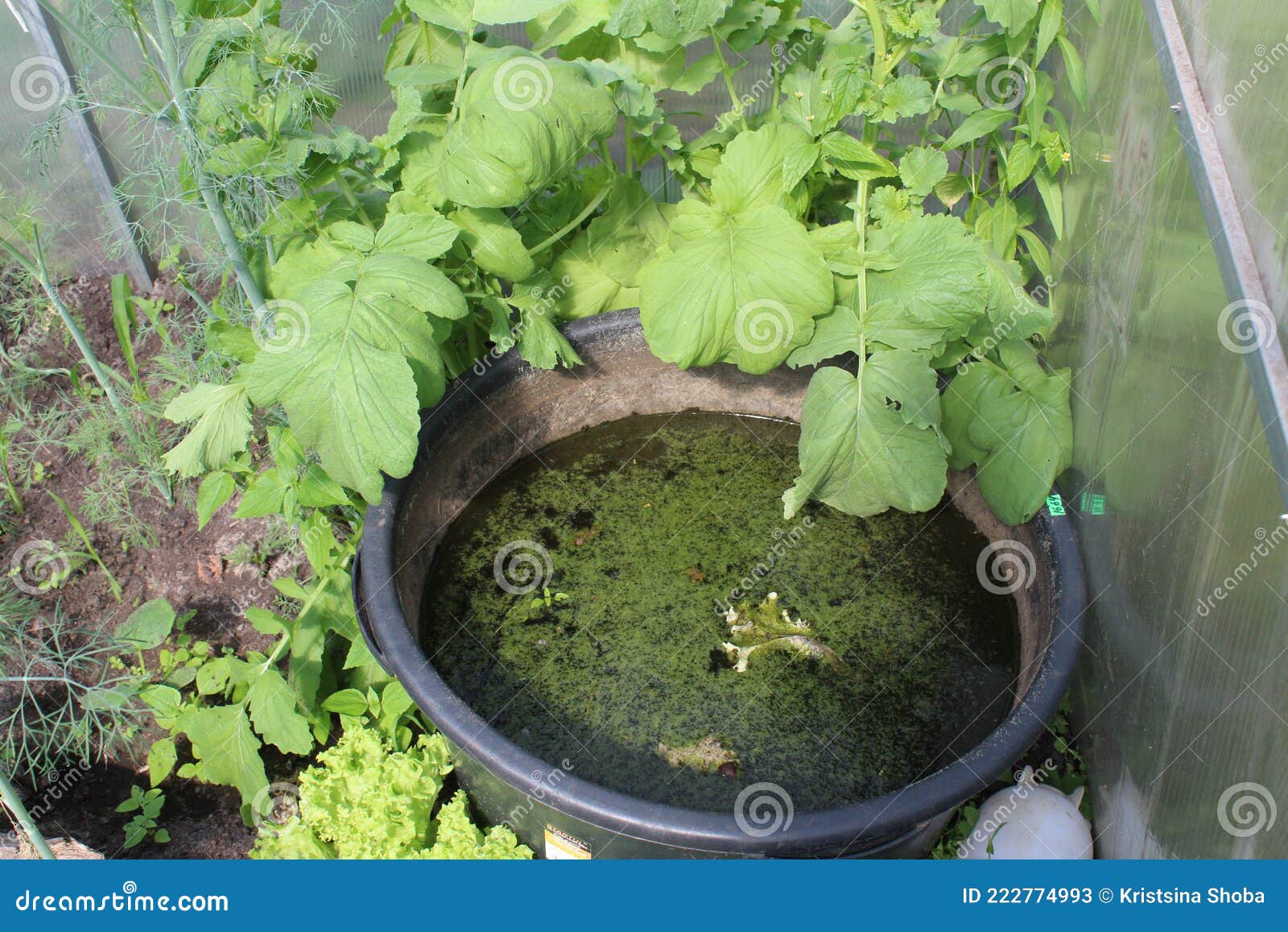 Overgrown Water in the Green. Ecology. Ecosystem Stock Image - Image of ...