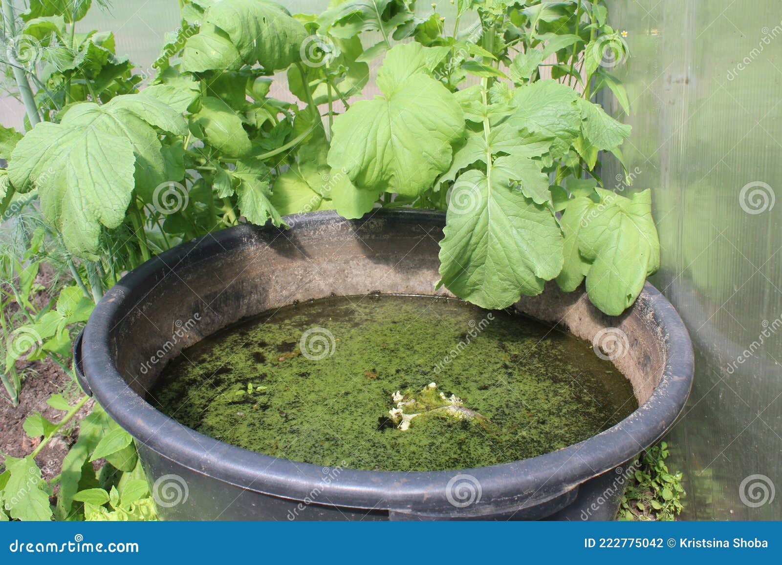 Overgrown Water in the Green. Ecology. Ecosystem Stock Photo - Image of ...