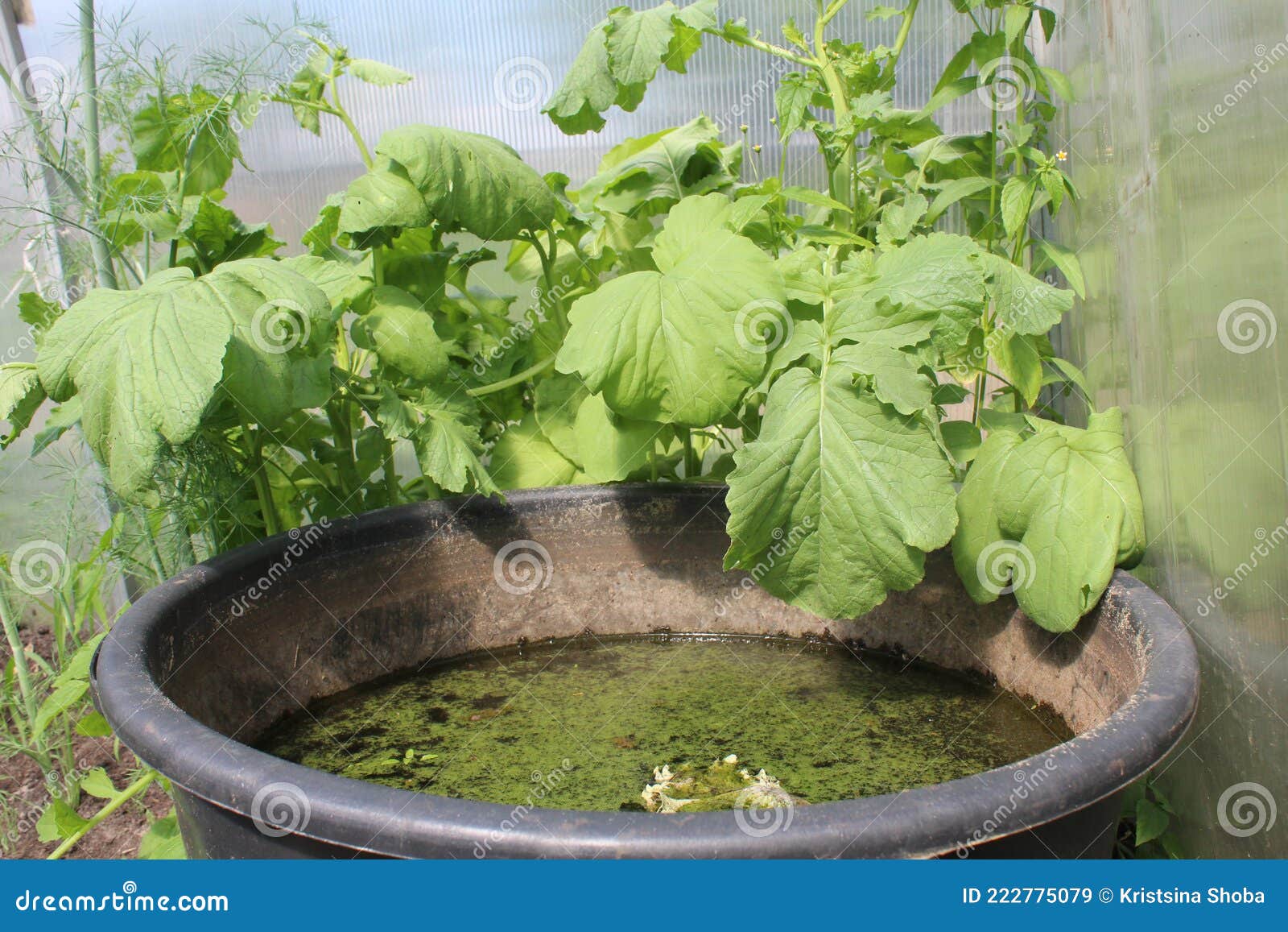 Overgrown Water in the Green. Ecology. Ecosystem Stock Image - Image of ...