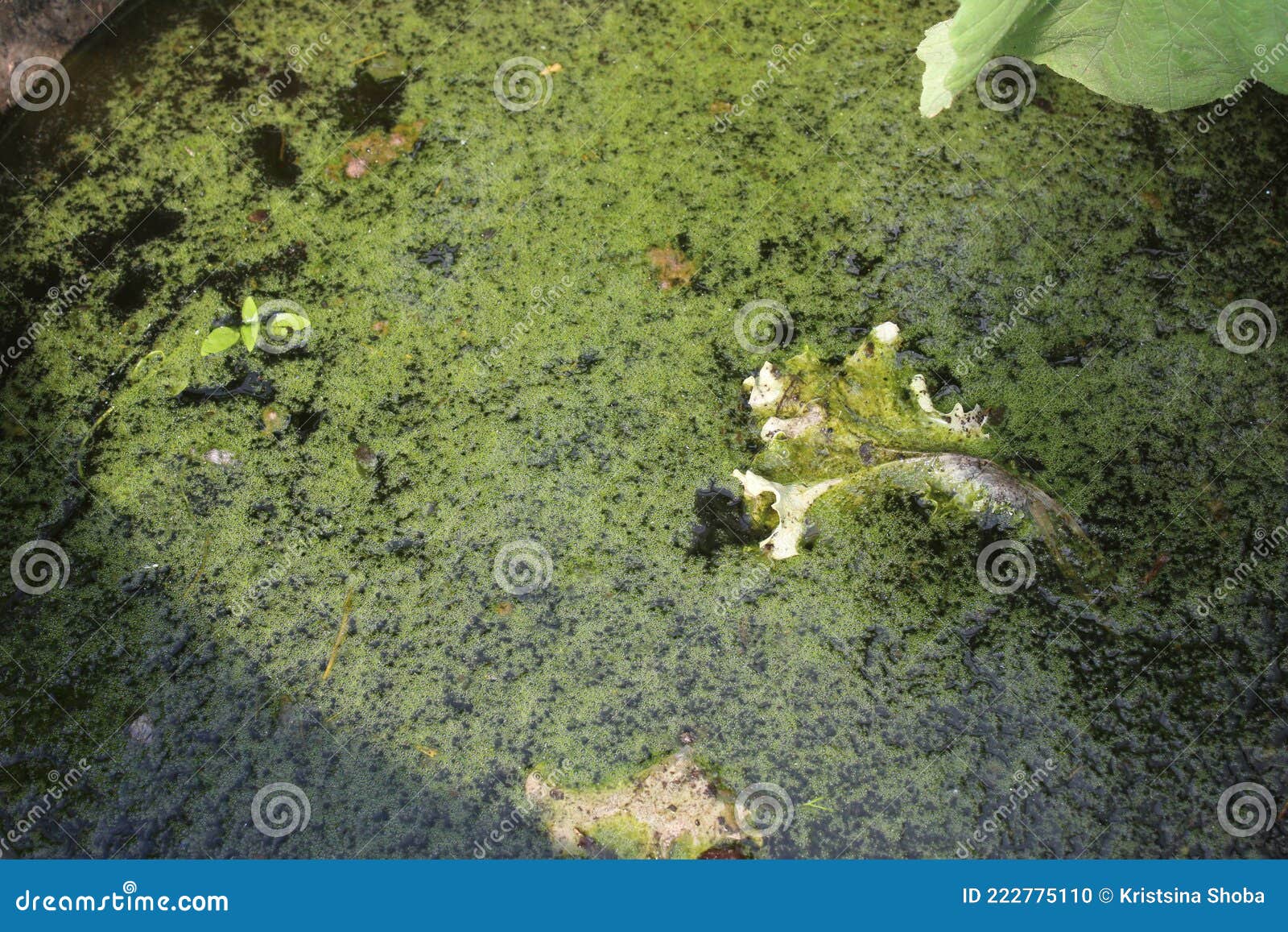 Overgrown Water in the Green. Ecology. Ecosystem Stock Photo - Image of ...