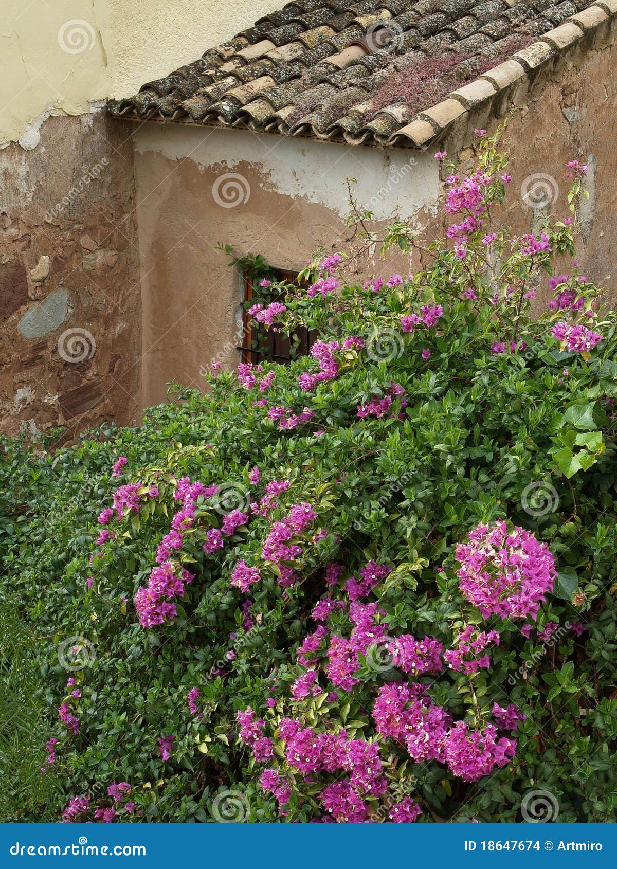 Overgrown Whit Violet Flowers Stock Photo - Image of outside, hidden ...