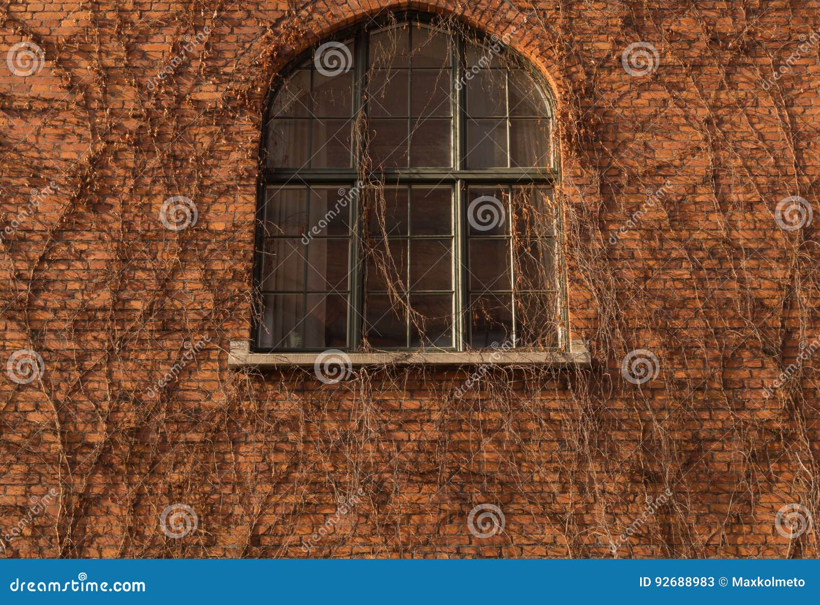 Overgrown Window on the Brick Wall with Plant Branches Stock Image ...