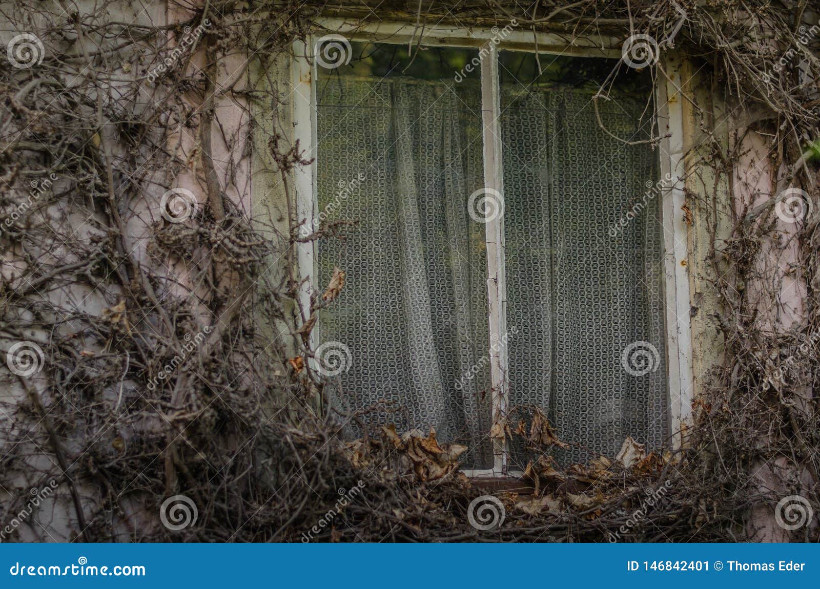 Overgrown Window Detail Royalty-Free Stock Photo | CartoonDealer.com ...