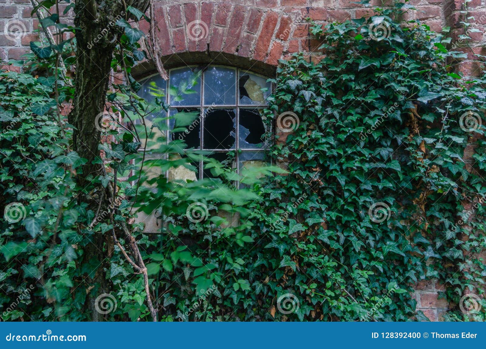 Overgrown Window Detail Royalty-Free Stock Photo | CartoonDealer.com ...