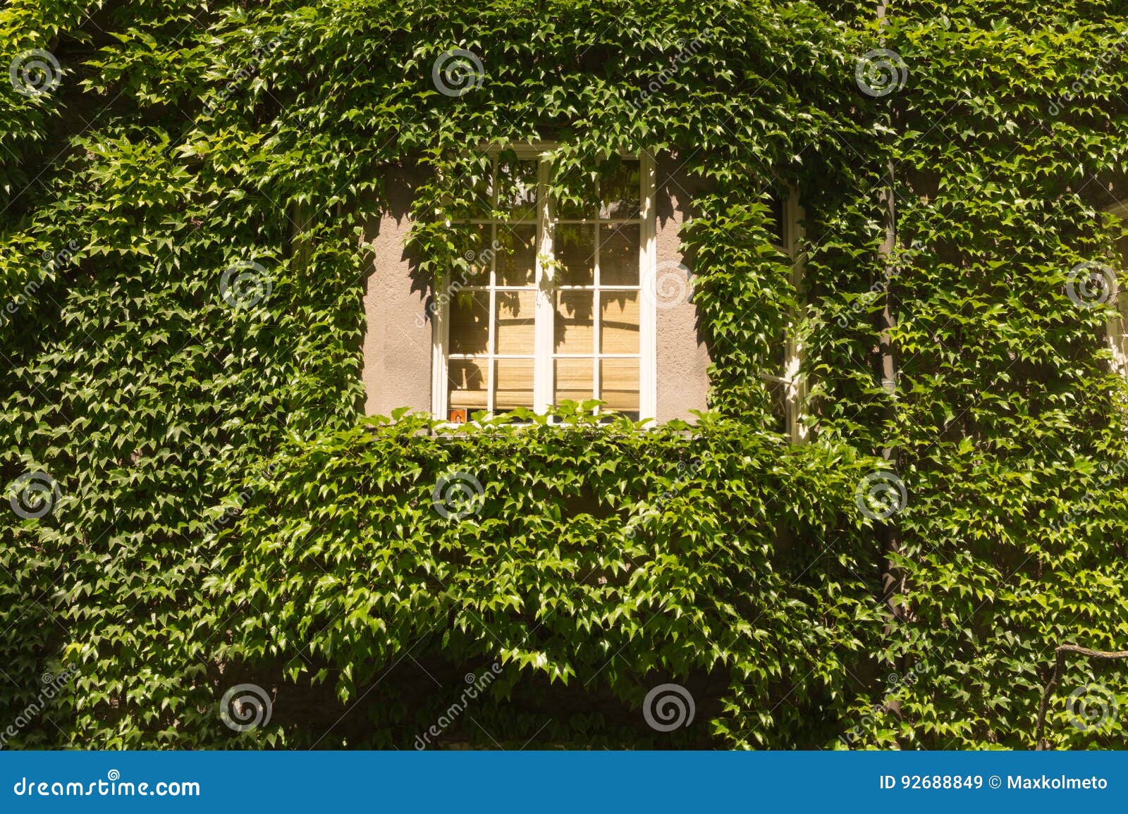 Overgrown Window Detail Royalty-Free Stock Photo | CartoonDealer.com ...
