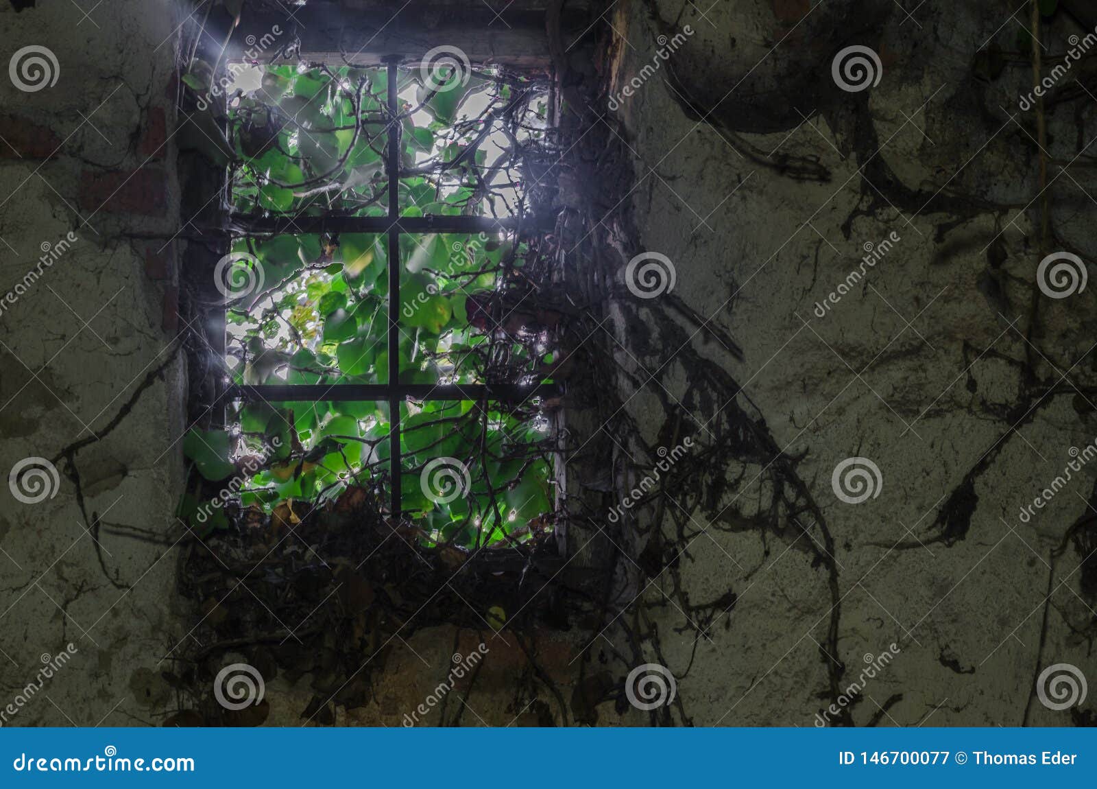 Overgrown Window Detail Royalty-Free Stock Photo | CartoonDealer.com ...