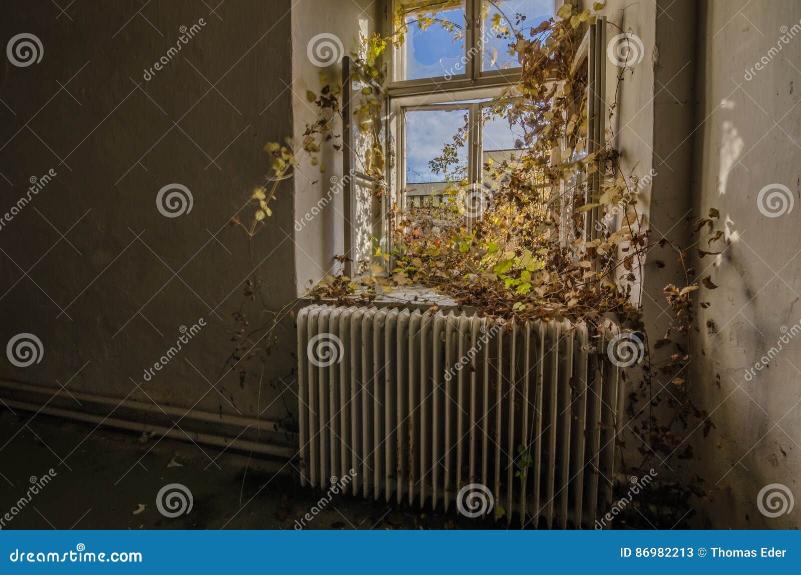 Overgrown Window With Plants Royalty-Free Stock Photography ...