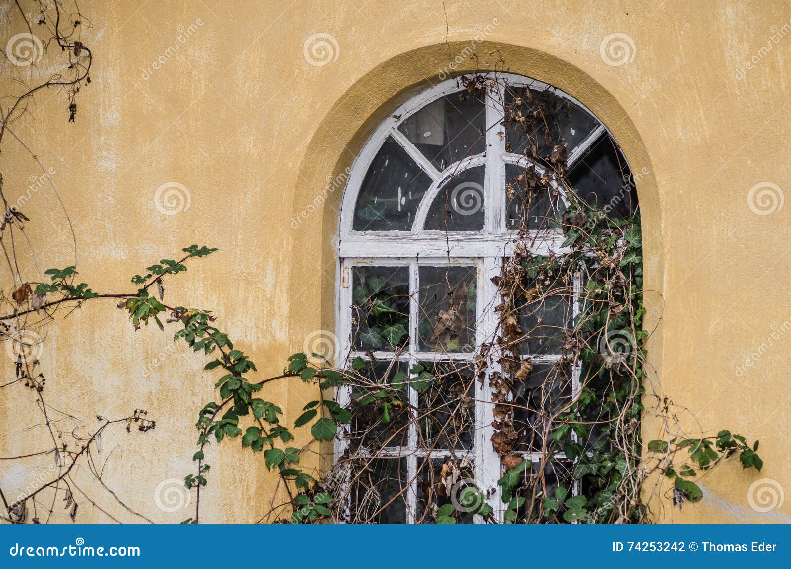 Overgrown Windows of Building Stock Photo - Image of fascination ...