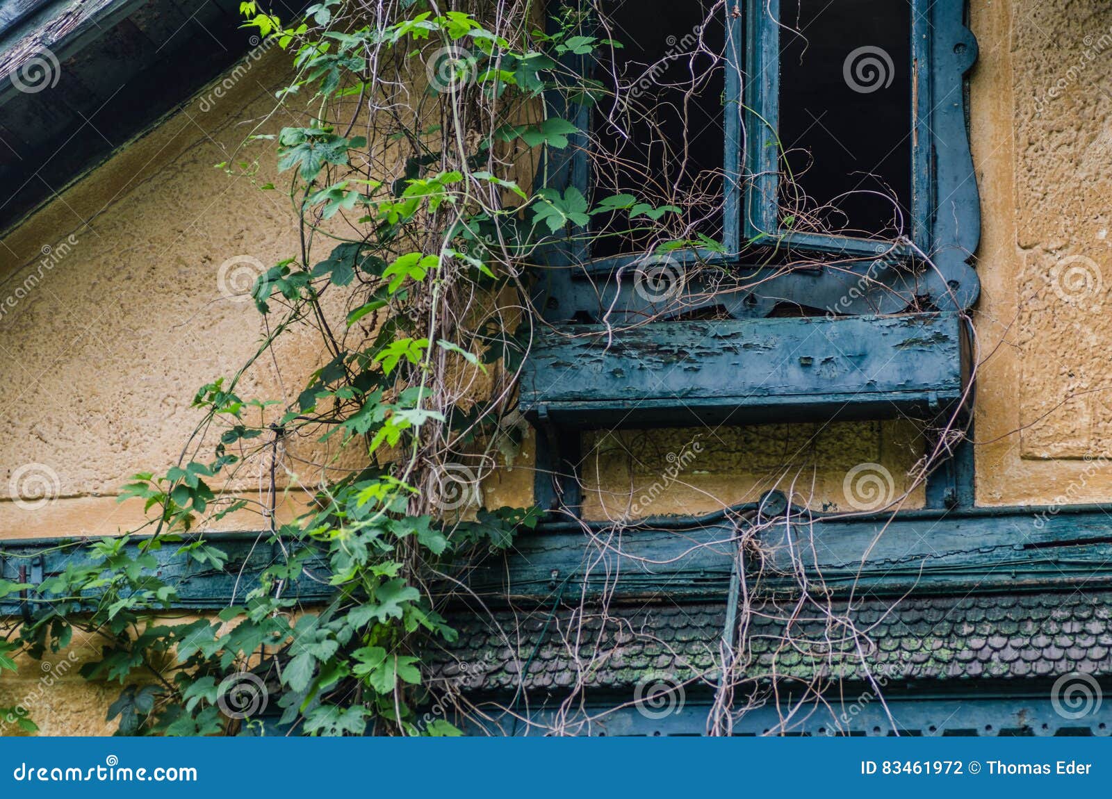Overgrown windows of villa stock photo. Image of architecture - 83461972