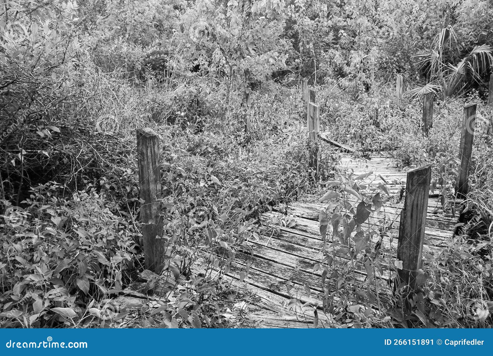 Overgrown Wooden Trail Path in the Forest Stock Image - Image of hike ...