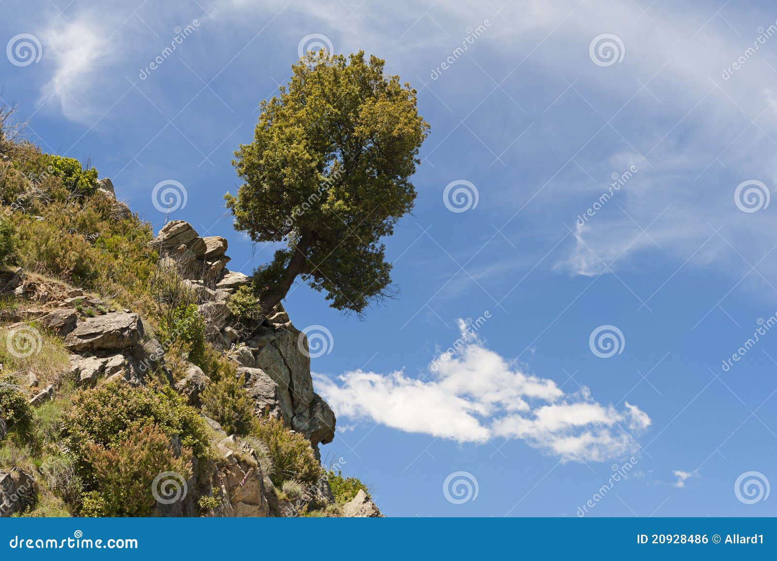 Overhangende boom op rots stock foto. Image of rots, niemand - 20928486