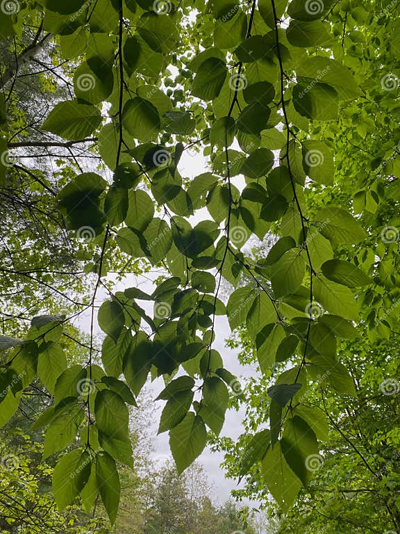 Overhanging Branches Creating Shadows on Leaves Under a Tree Stock ...
