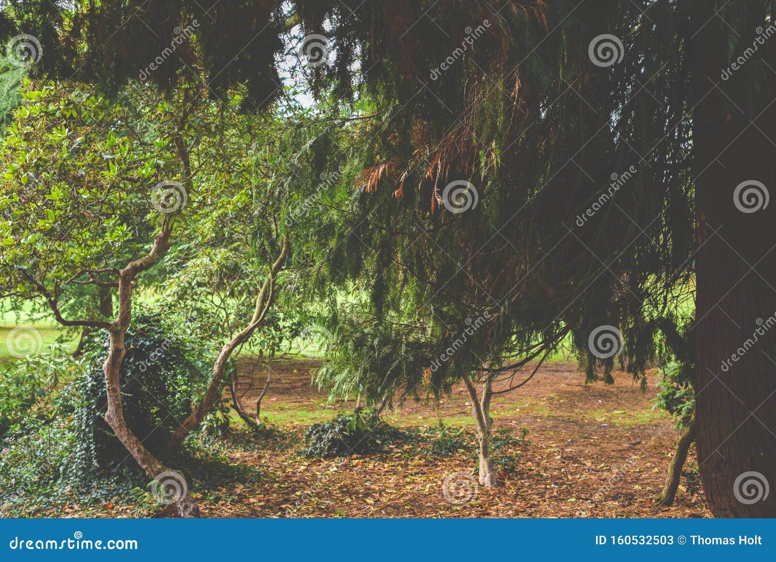 Overhanging Tree Branches Shade an Autumnal Park Scene Stock Image ...