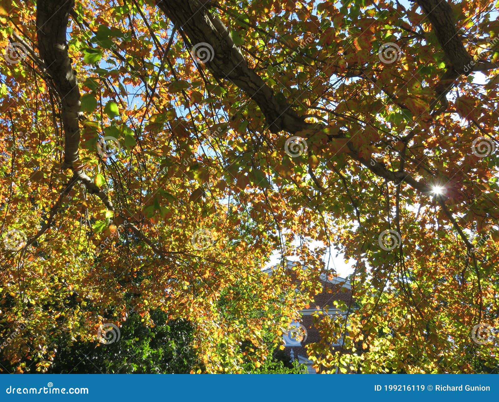 Overhanging Tree Fall Foliage Stock Image - Image of fall, nature ...