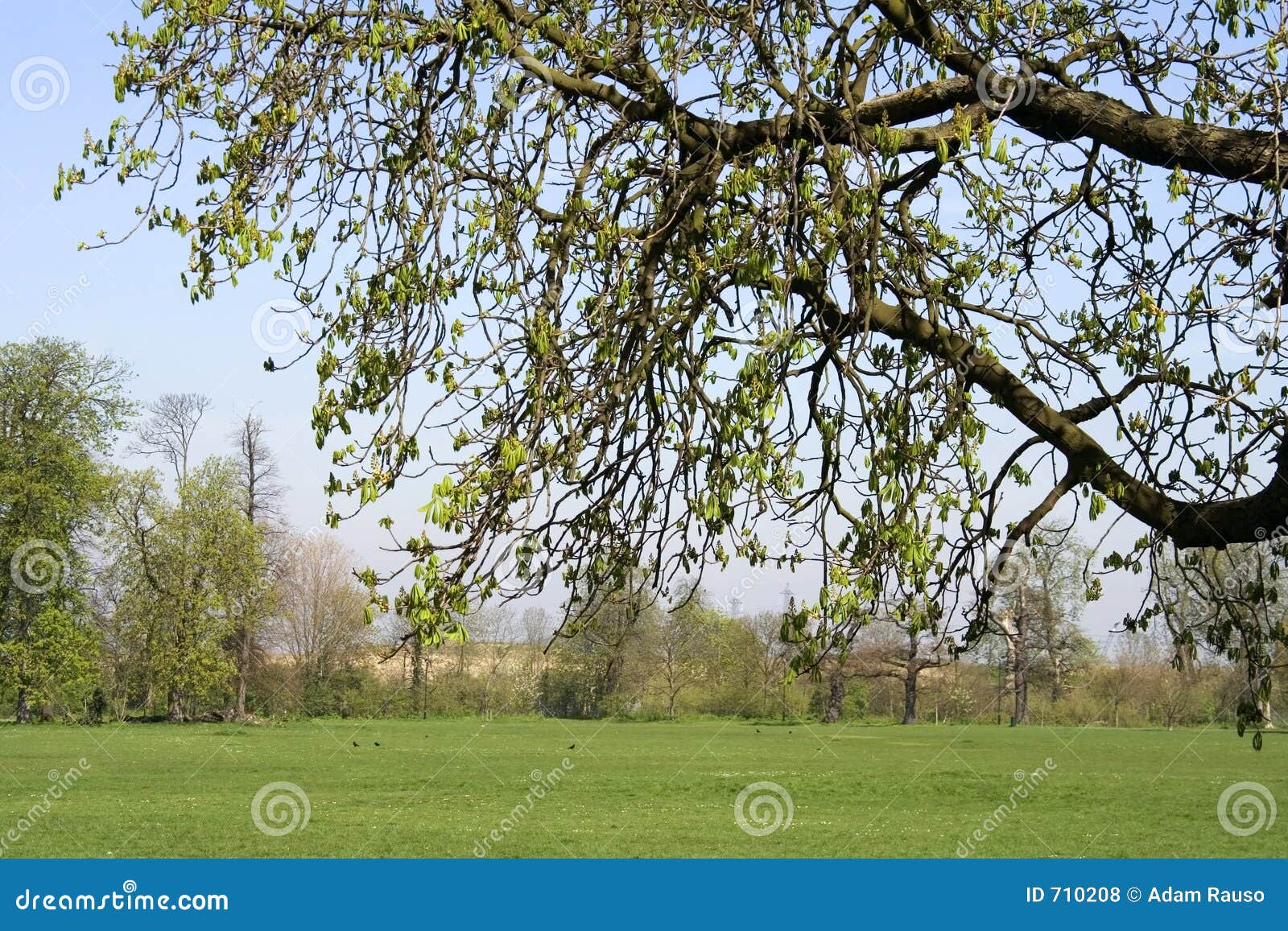 Overhanging Tree at the Park Stock Photo - Image of beauty, climate: 710208
