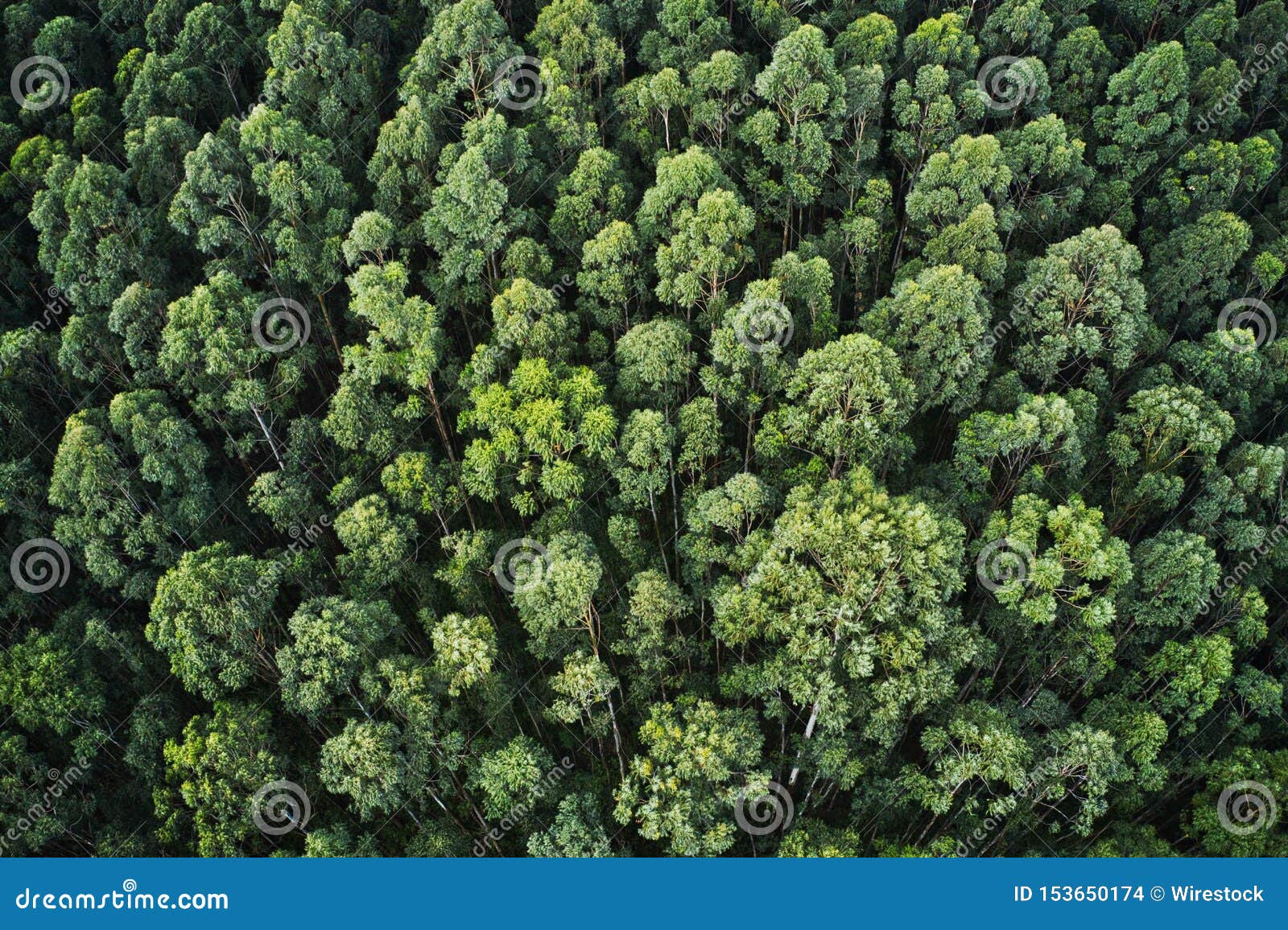 Overhead Aerial Shot of a Thick Forest with Beautiful Trees and ...