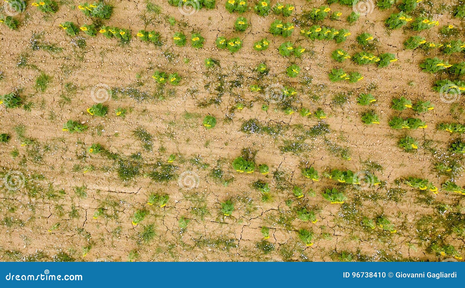 Overhead Aerial View of Beautiful Sunflowers Field Stock Photo - Image ...