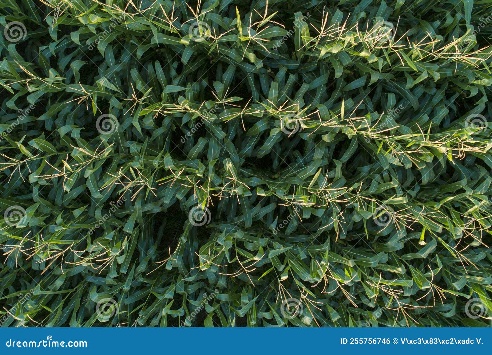 Overhead Aerial View of a Corn Field Stock Photo - Image of farm, green ...