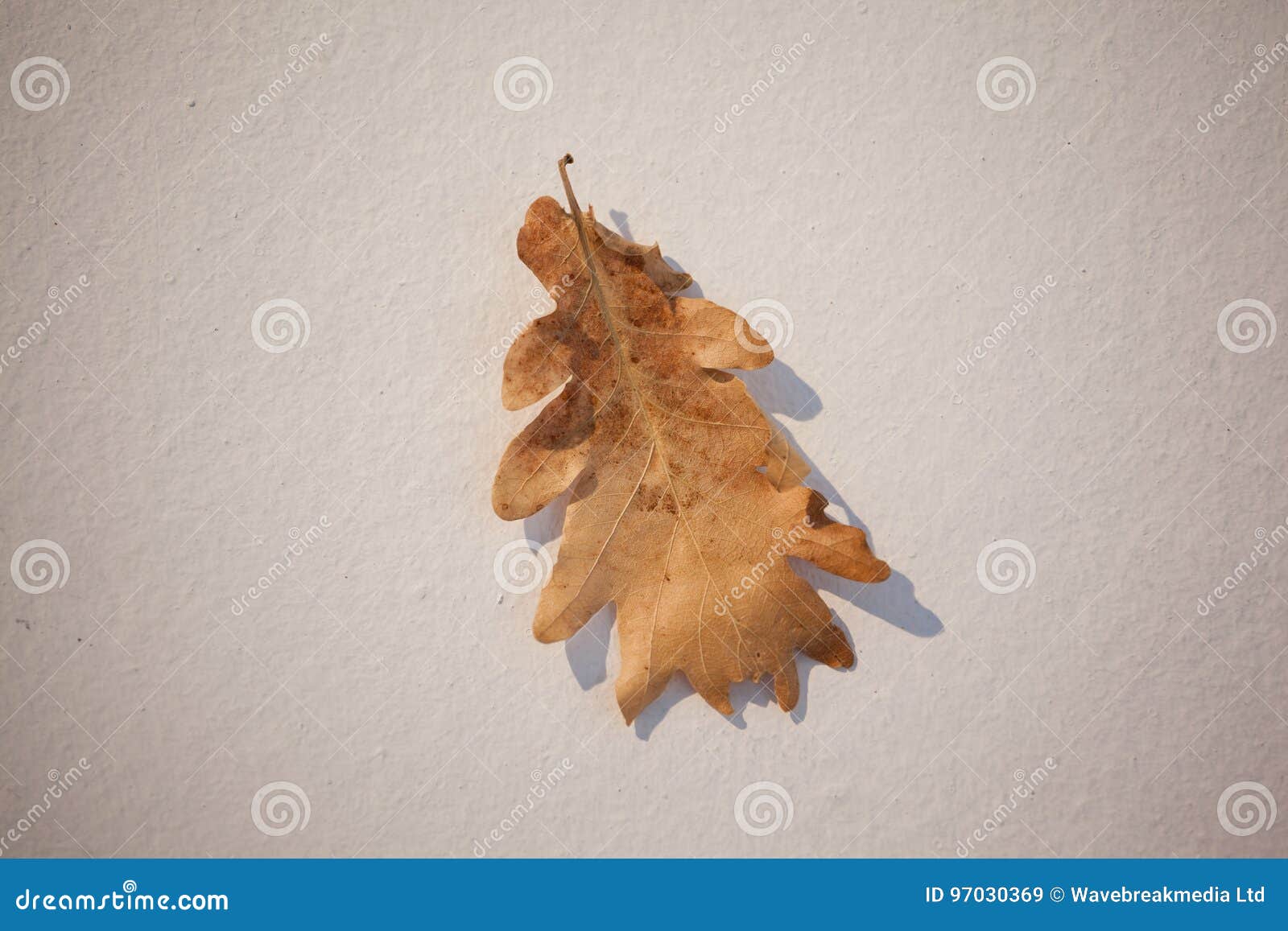 Overhead of autumn leave stock image. Image of october - 97030369