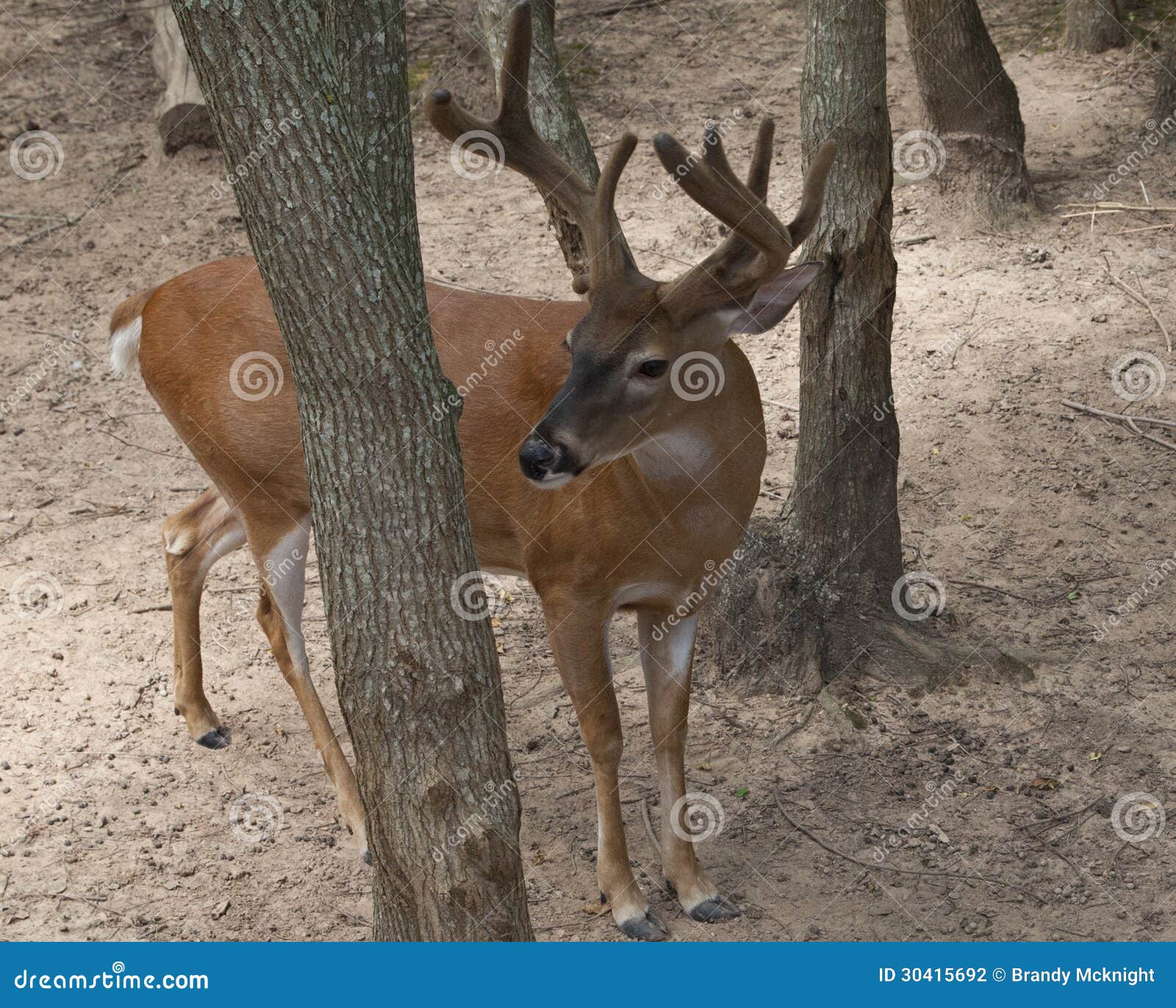 Overhead of Buck Behind a Tree Stock Photo - Image of buck, forest ...