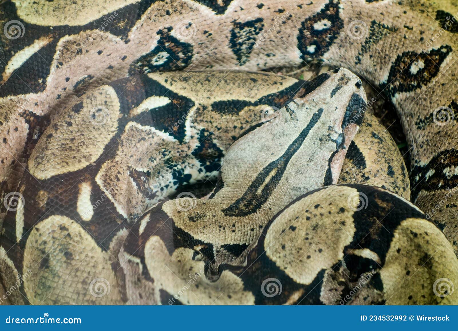 Overhead Close-up Shot of a Coiled Huge Boa Constrictor. Stock Photo ...