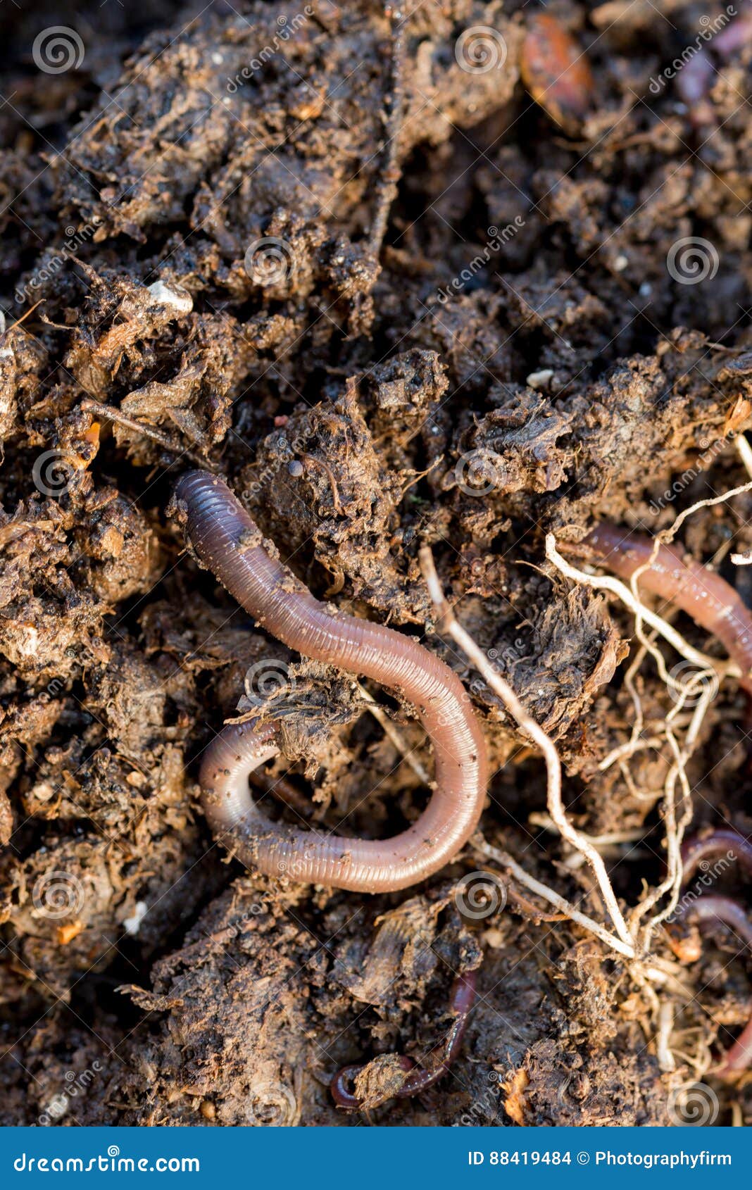 Overhead Closeup of an Earthworm on Soil Stock Photo - Image of garden ...