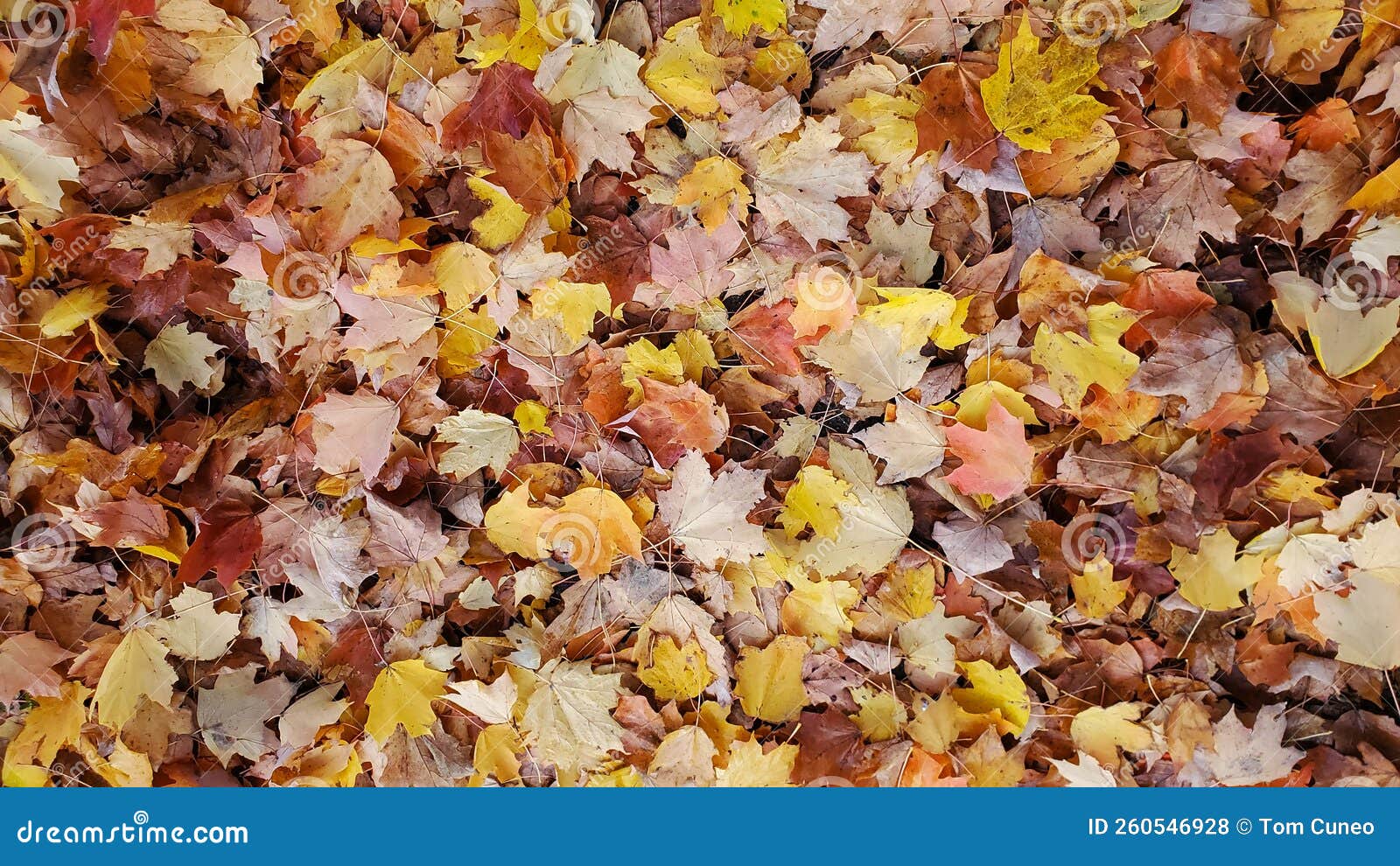Overhead of Colorful Autumn Leaves on Forest Floor Stock Photo - Image ...