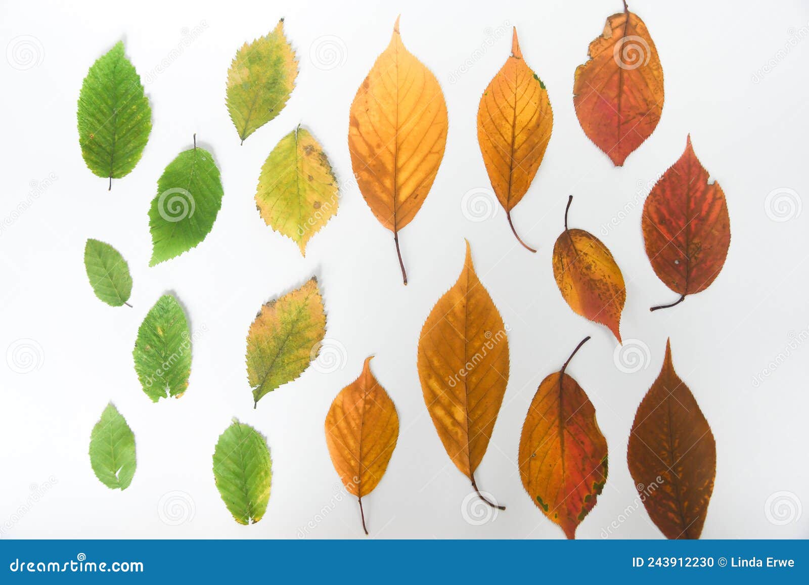 Overhead of Different Colored Leaves Stock Photo - Image of beautiful ...