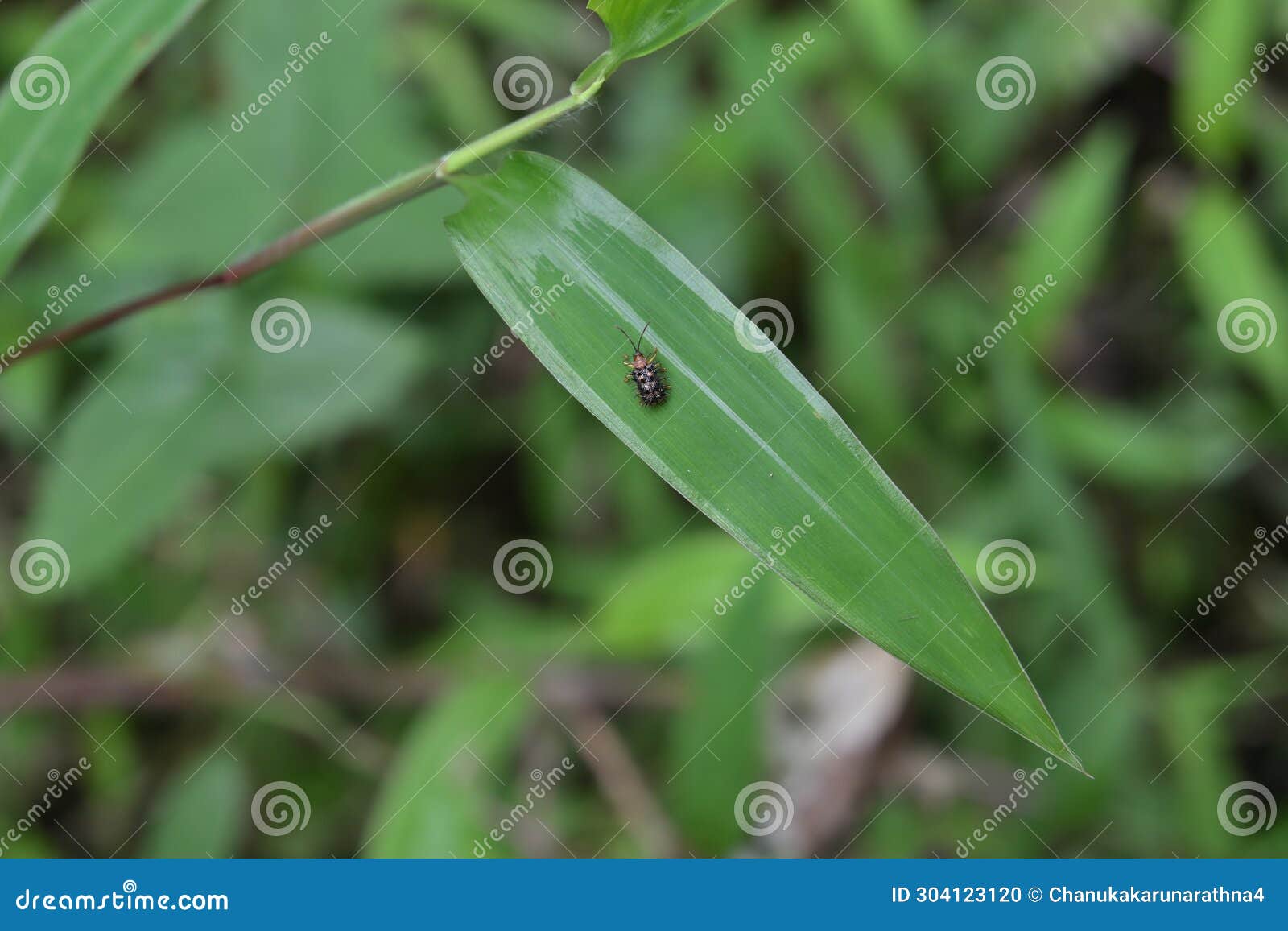 Overhead Dorsal View a Tiny Spiny Beetle is on Top of a Grass Leaf in a ...