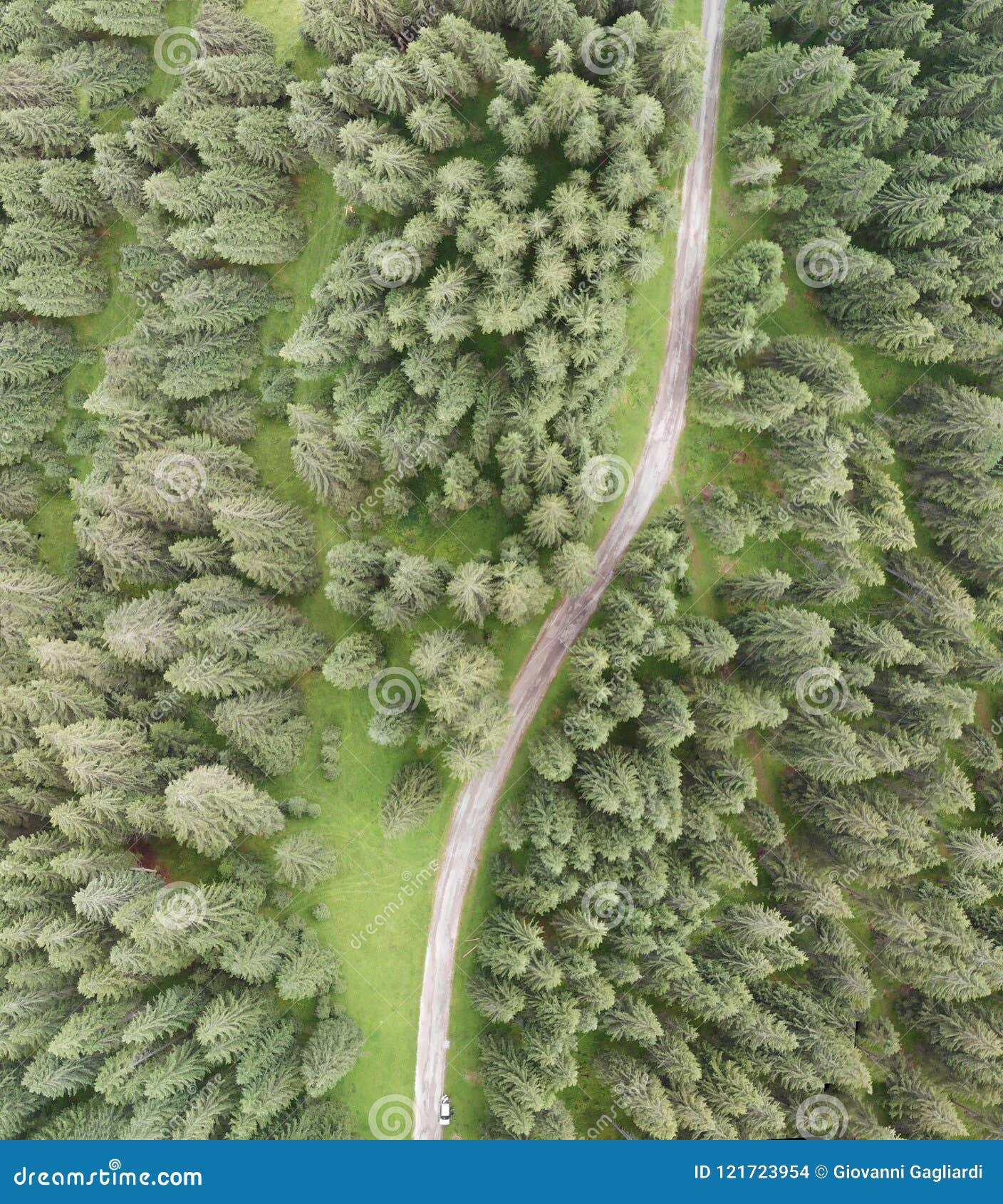 Overhead Downward Aerial View of Forest Trees Stock Photo - Image of ...