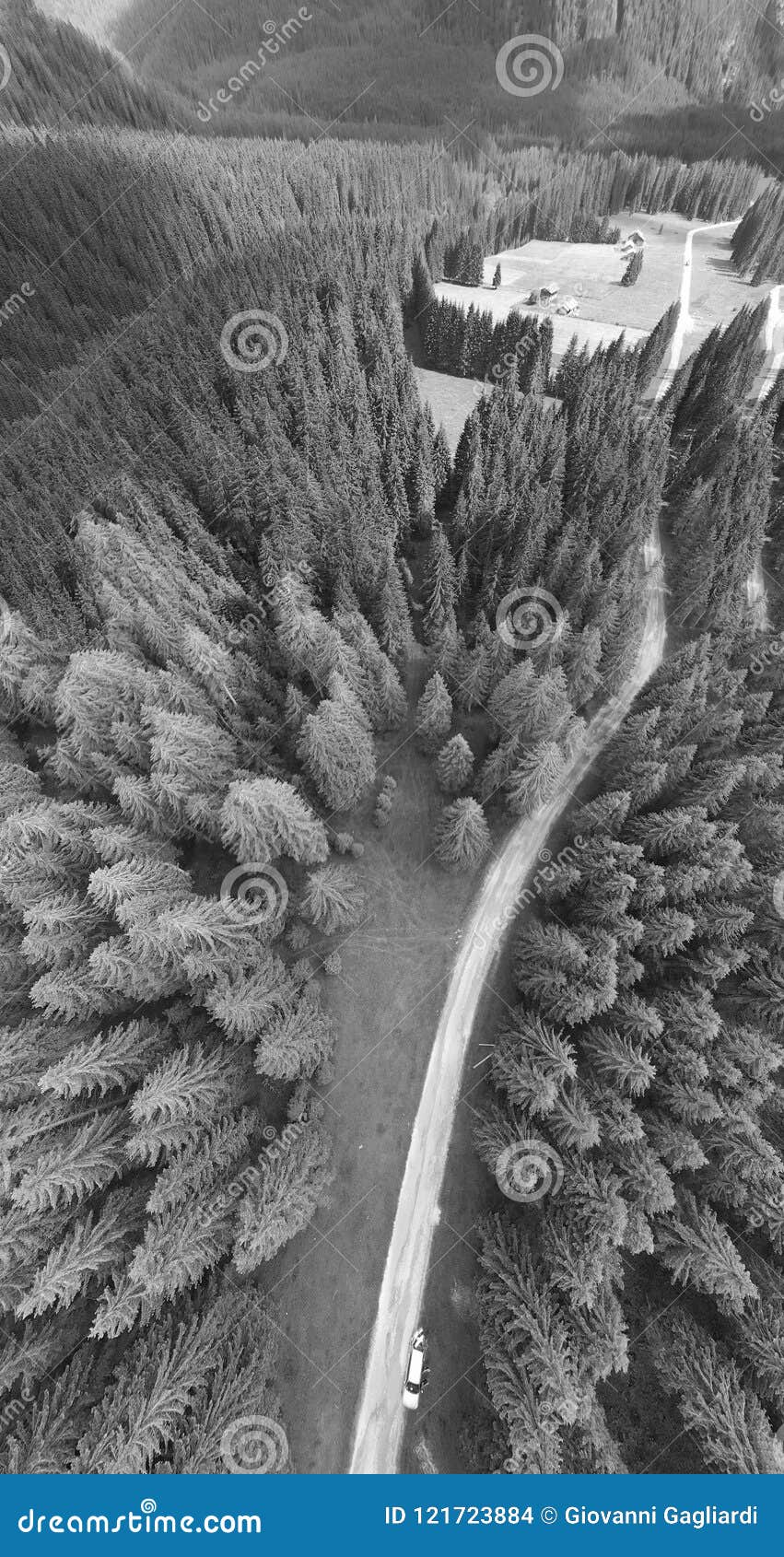 Overhead Downward View of Firs in the Forest Stock Photo - Image of ...