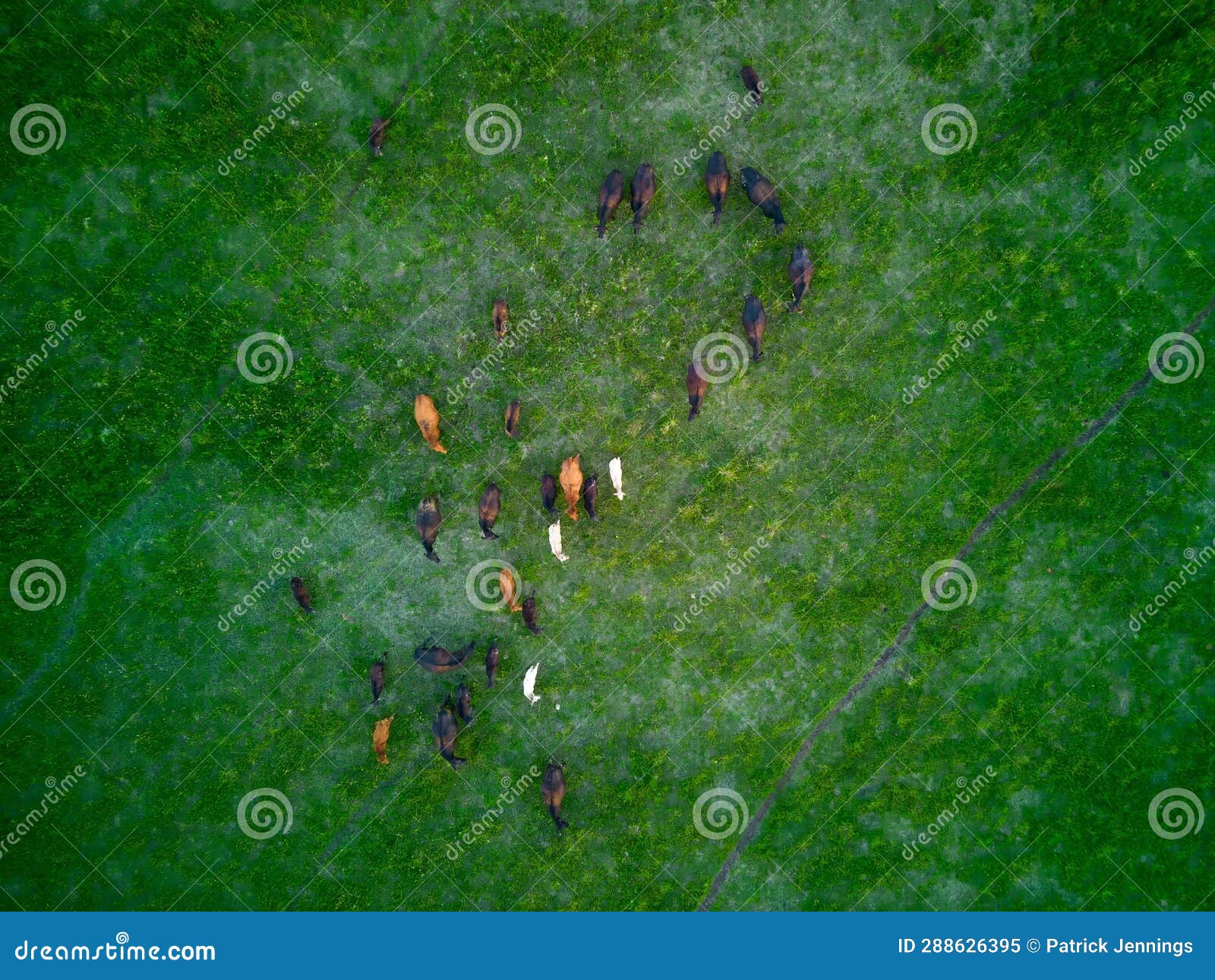 Overhead Drone Aerial View of Cattle Grazing in a Field Stock Image ...