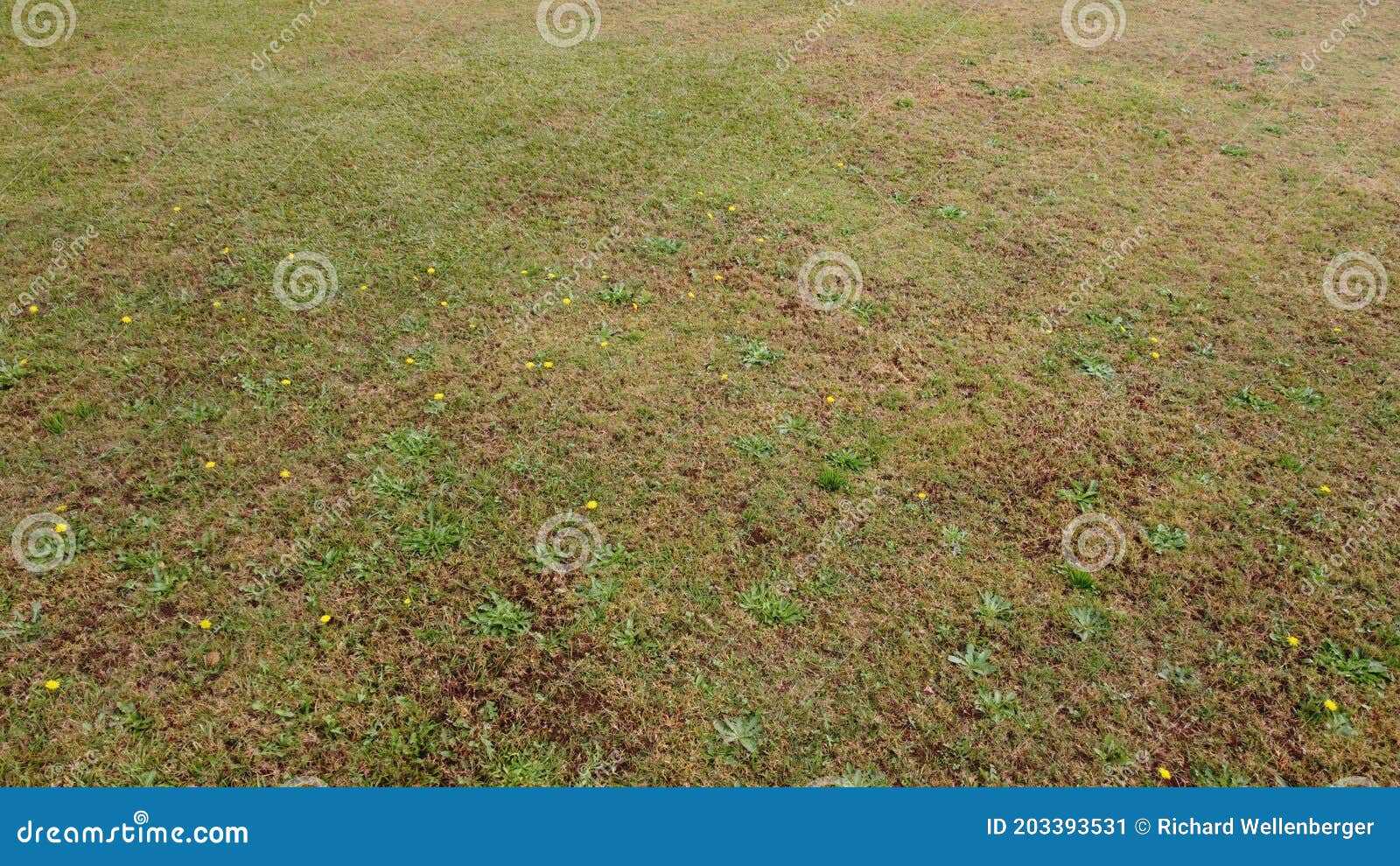 Overhead Drone Shot of Wet Grass Field in the Deep South Stock Image ...