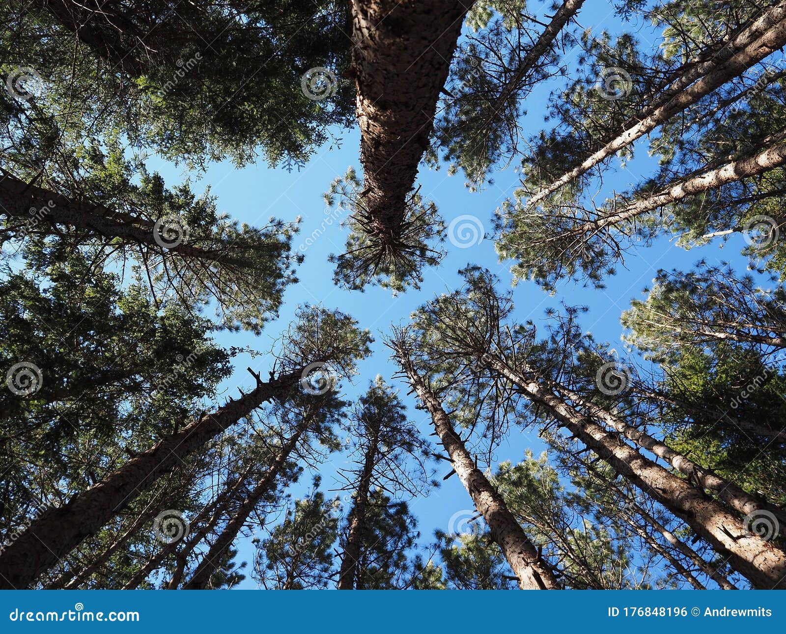 Overhead Forest Bathing View of Trees Stock Photo - Image of forest ...