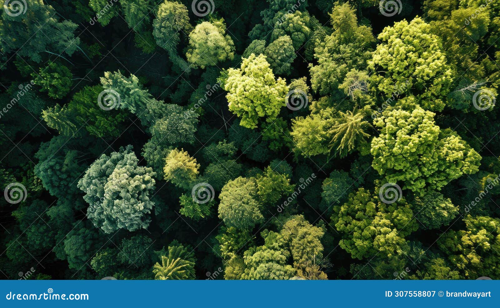Aerial View of Dense Forest with Abundant Trees Stock Illustration ...