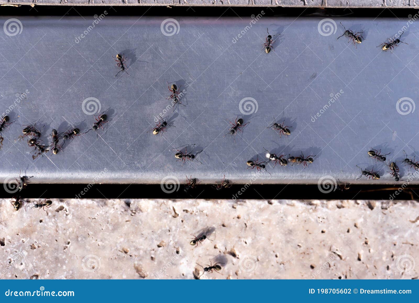 Ants Transporting Larvae on the Ground Stock Photo - Image of closeup ...