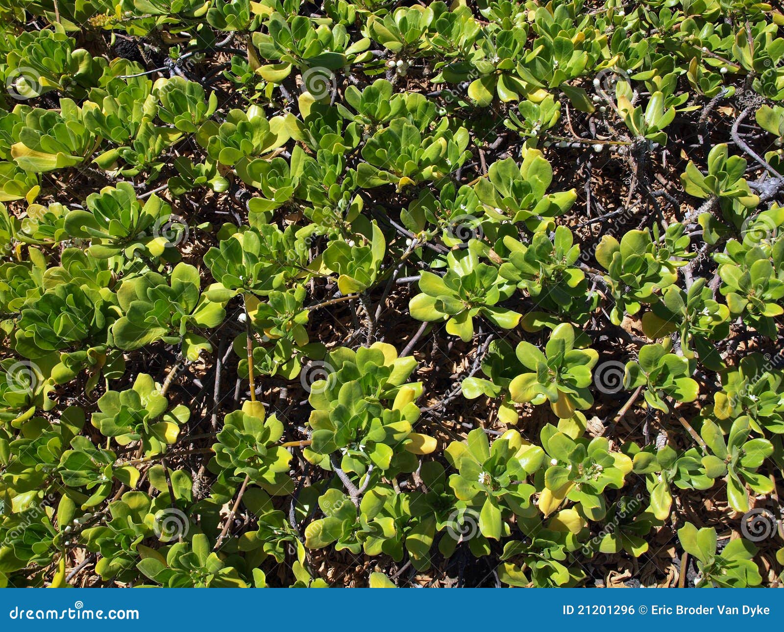 Overhead of Naupaka Kahakai Stock Photo - Image of botanical, natural ...